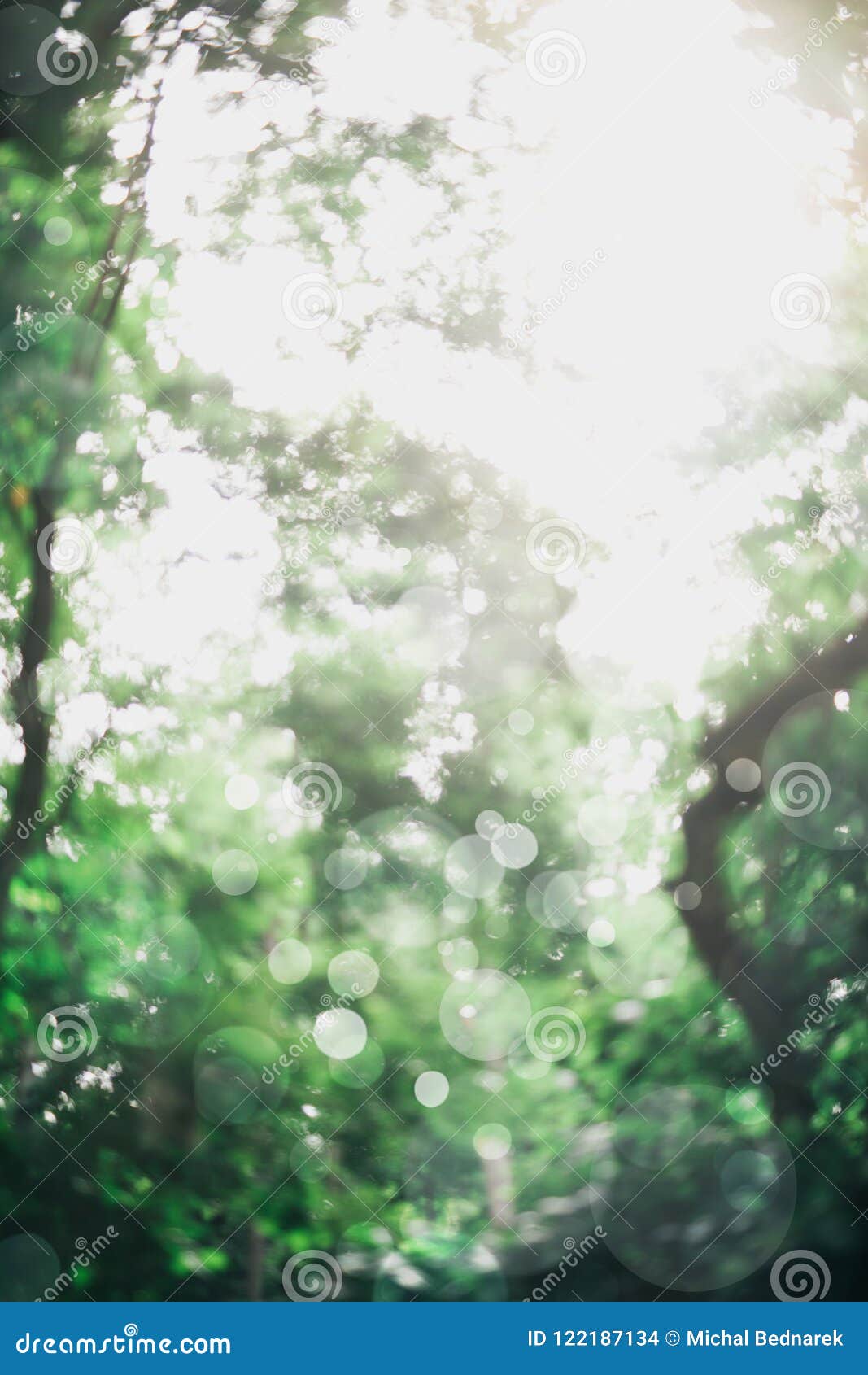Blurred Image of Green Trees and Sunlight. Stock Photo - Image of trees ...