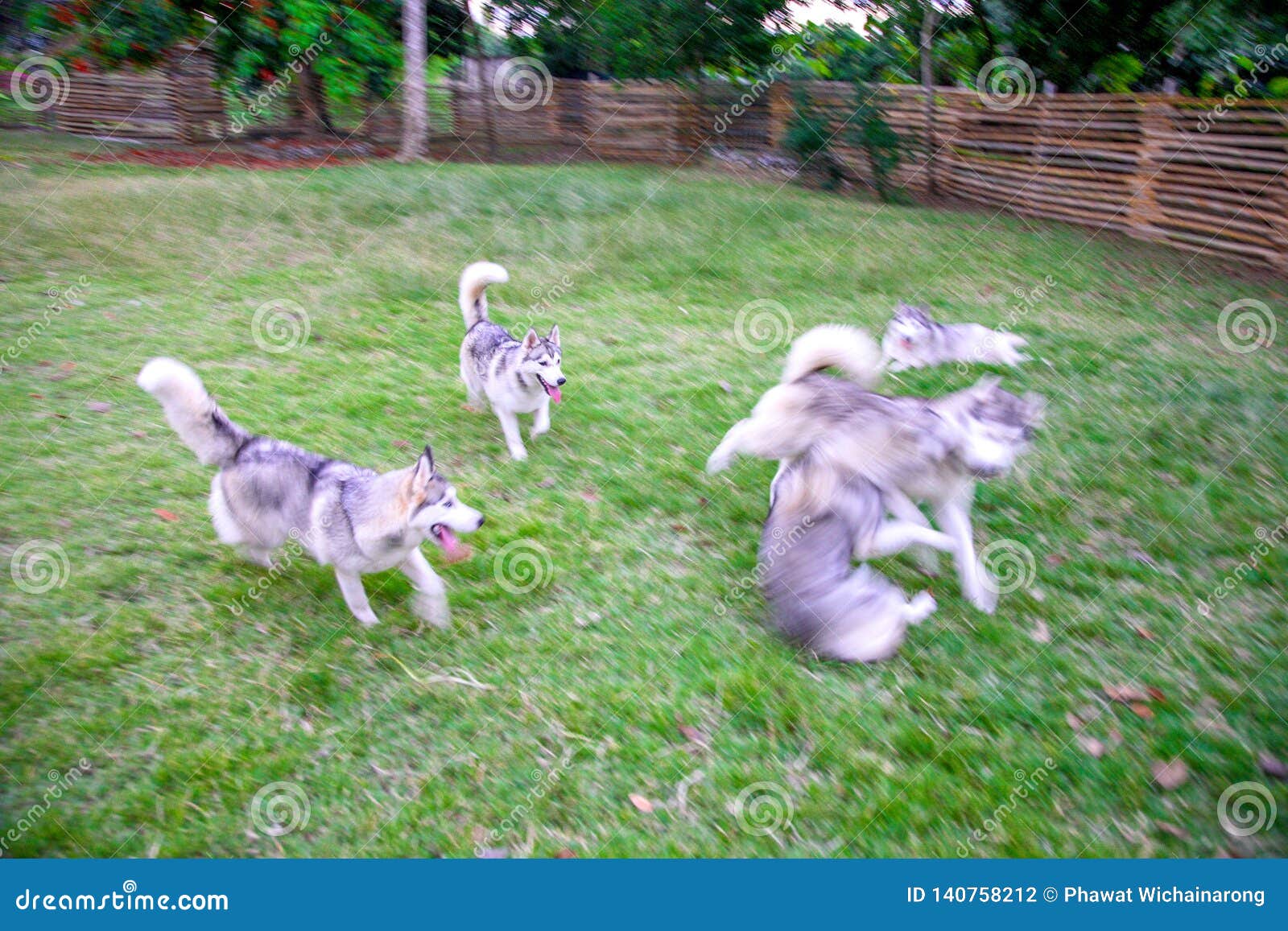 Blurred Image of Pack of Grey-and-white Siberian Huskies are Playing in ...