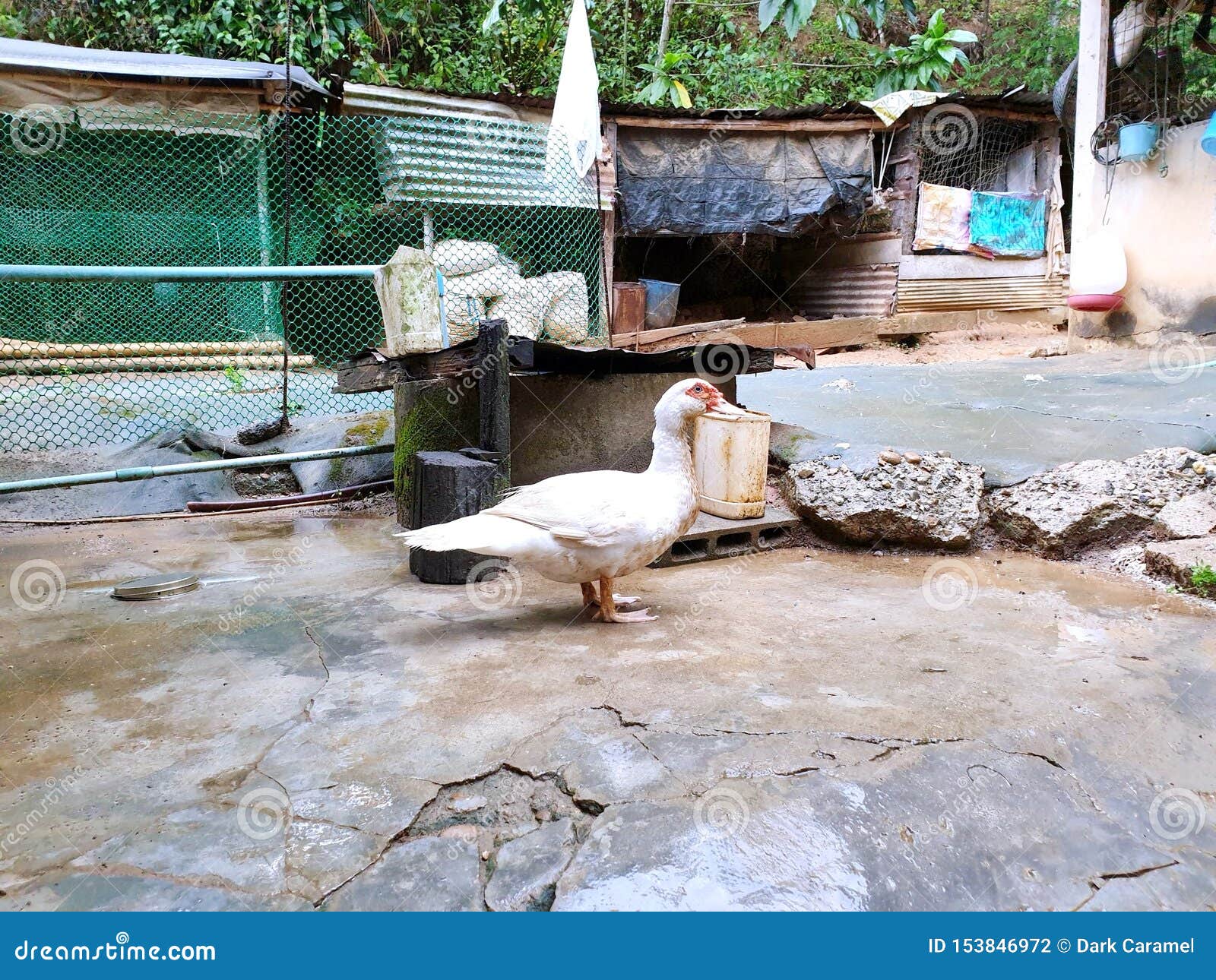 Blurred Image of White Duck in the Farm Stock Photo - Image of water ...