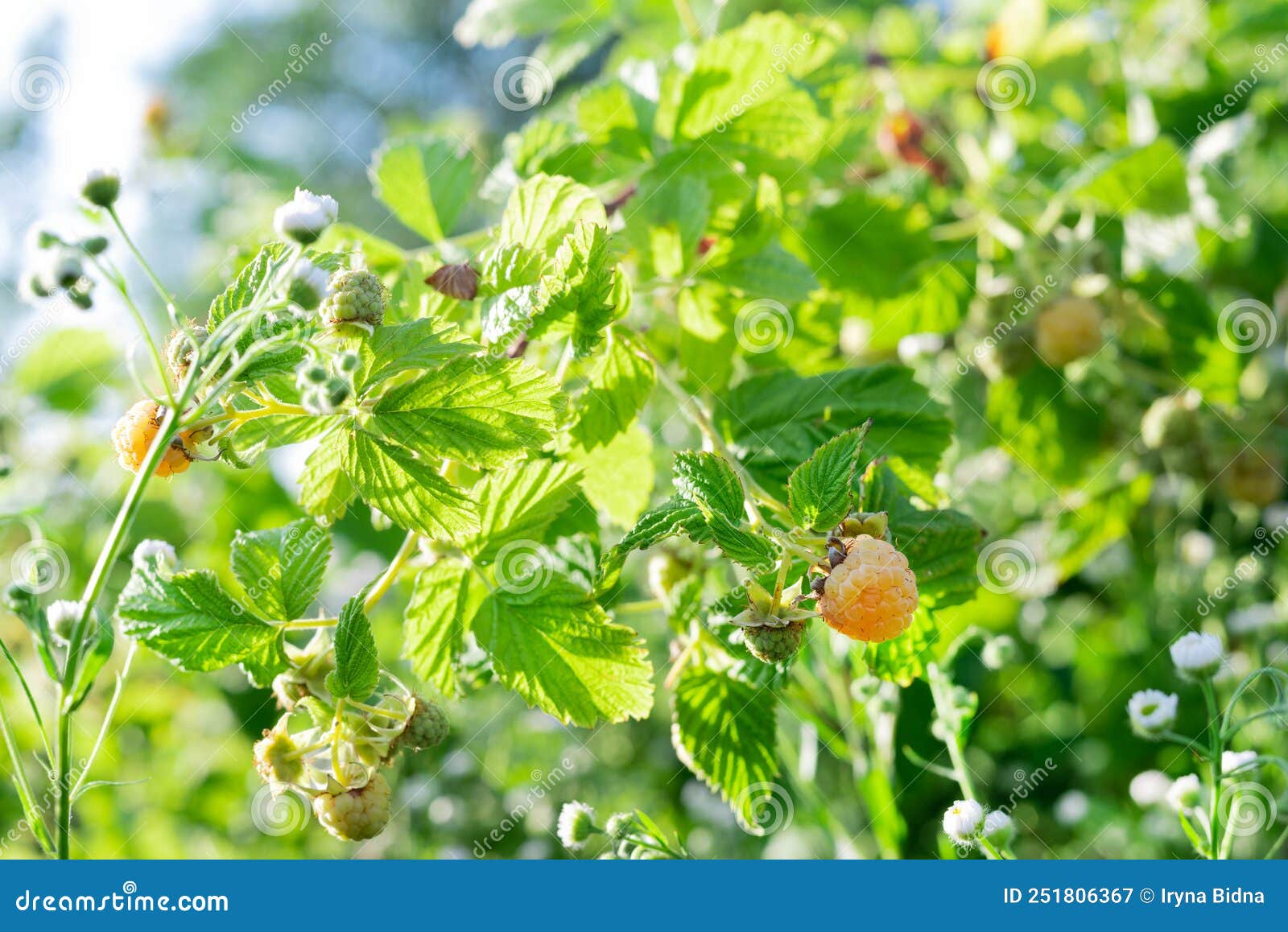 Blurred Image of a Yellow Raspberry on a Branch on a Green Background ...