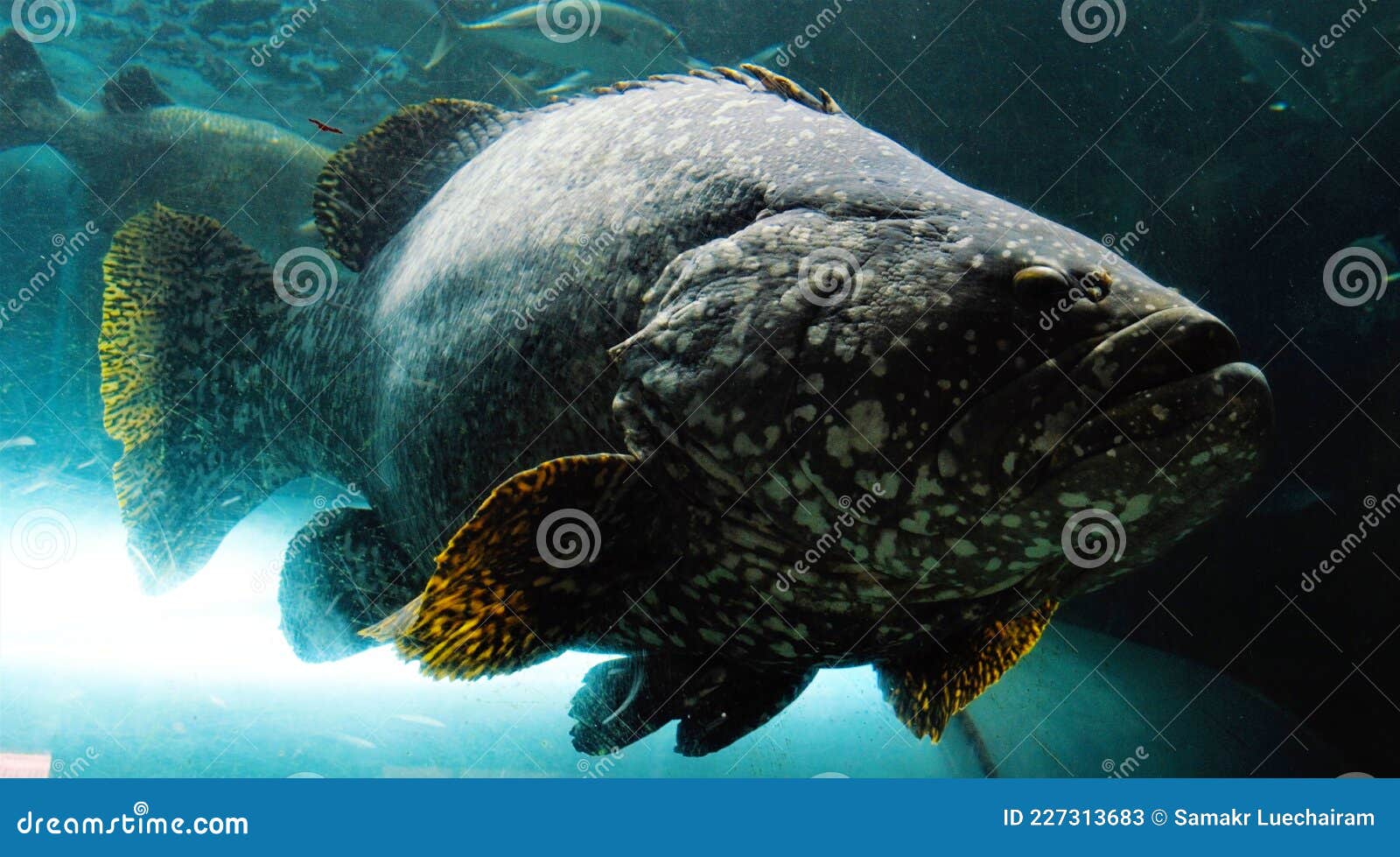 Blurred Images of Giant Grouper Fish Stock Image - Image of beautiful ...