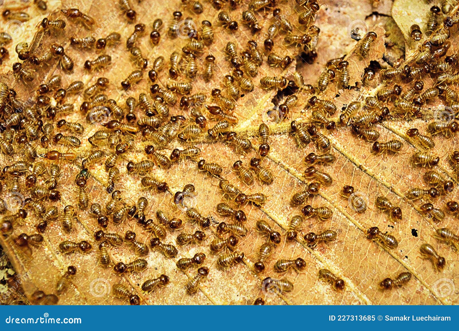 Blurred Image of Termites Growing on the Ground Editorial Image - Image ...