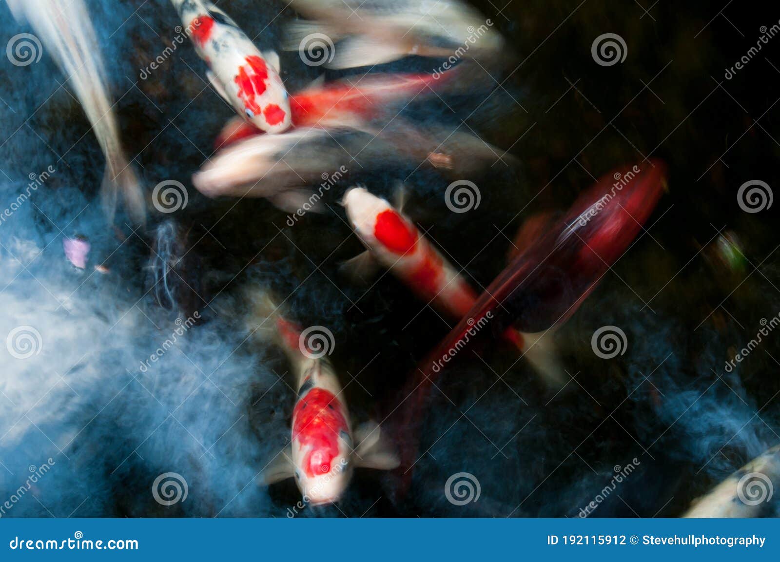Blurred Koy Fish stock photo. Image of underwater, group - 192115912