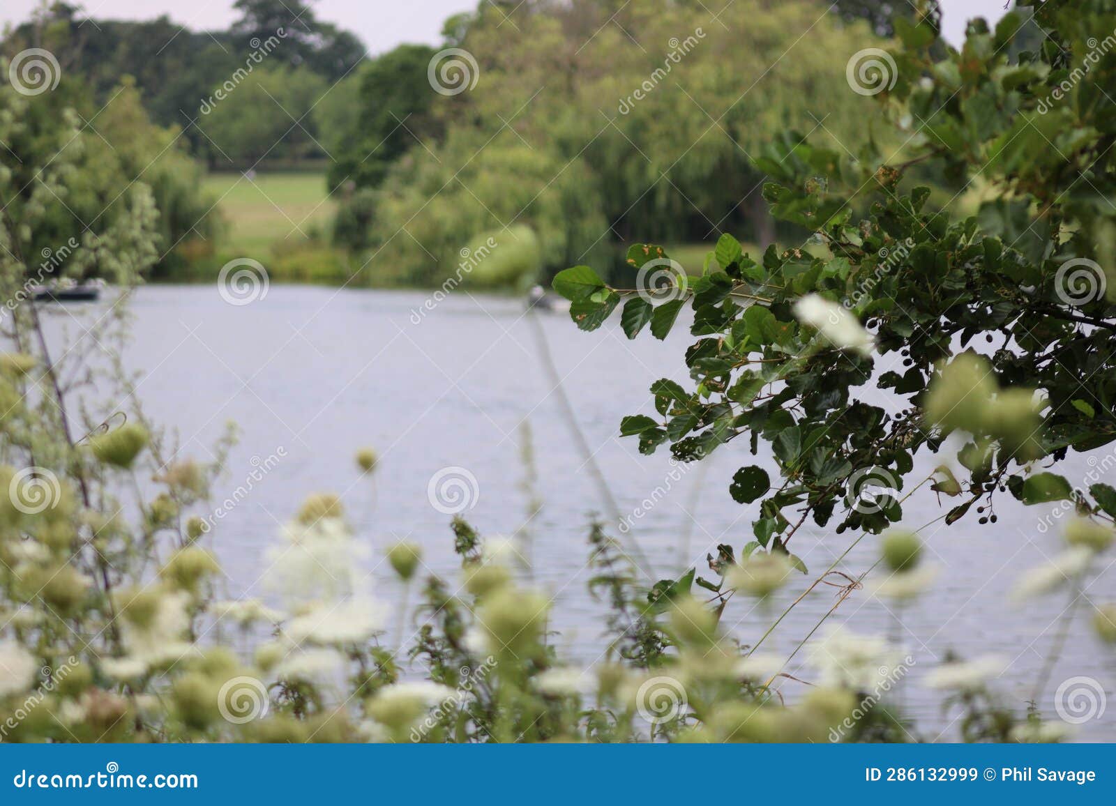 Blurred Lake View with Trees in Forefront Stock Image - Image of lakes ...