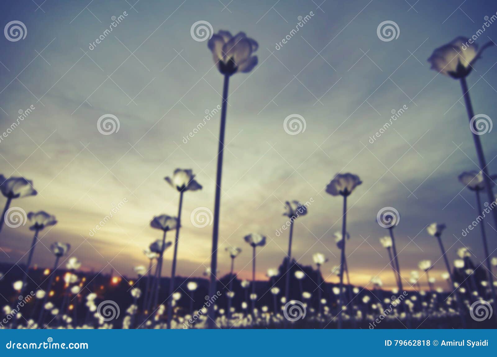 Blurred LED Roses Over Stunning Sunset Background Stock Photo - Image ...