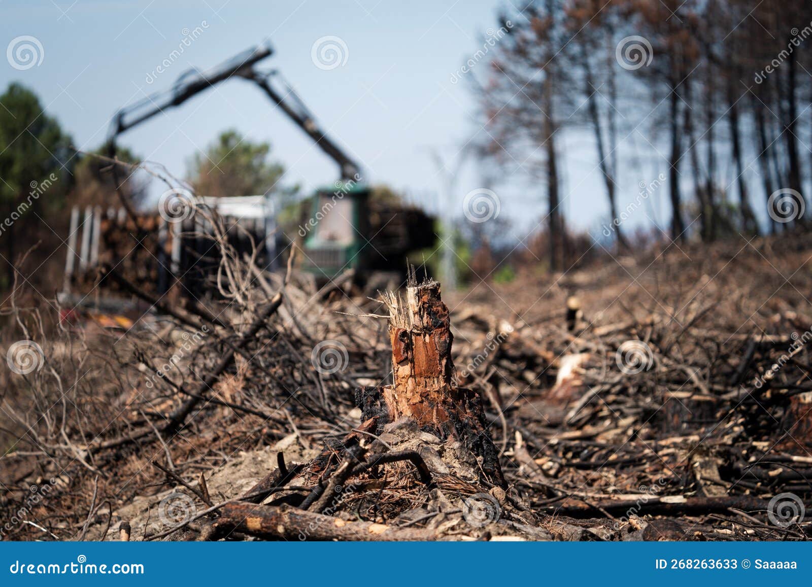 Loading Logs With A Special Loader.Timber Products Warehouse On A ...