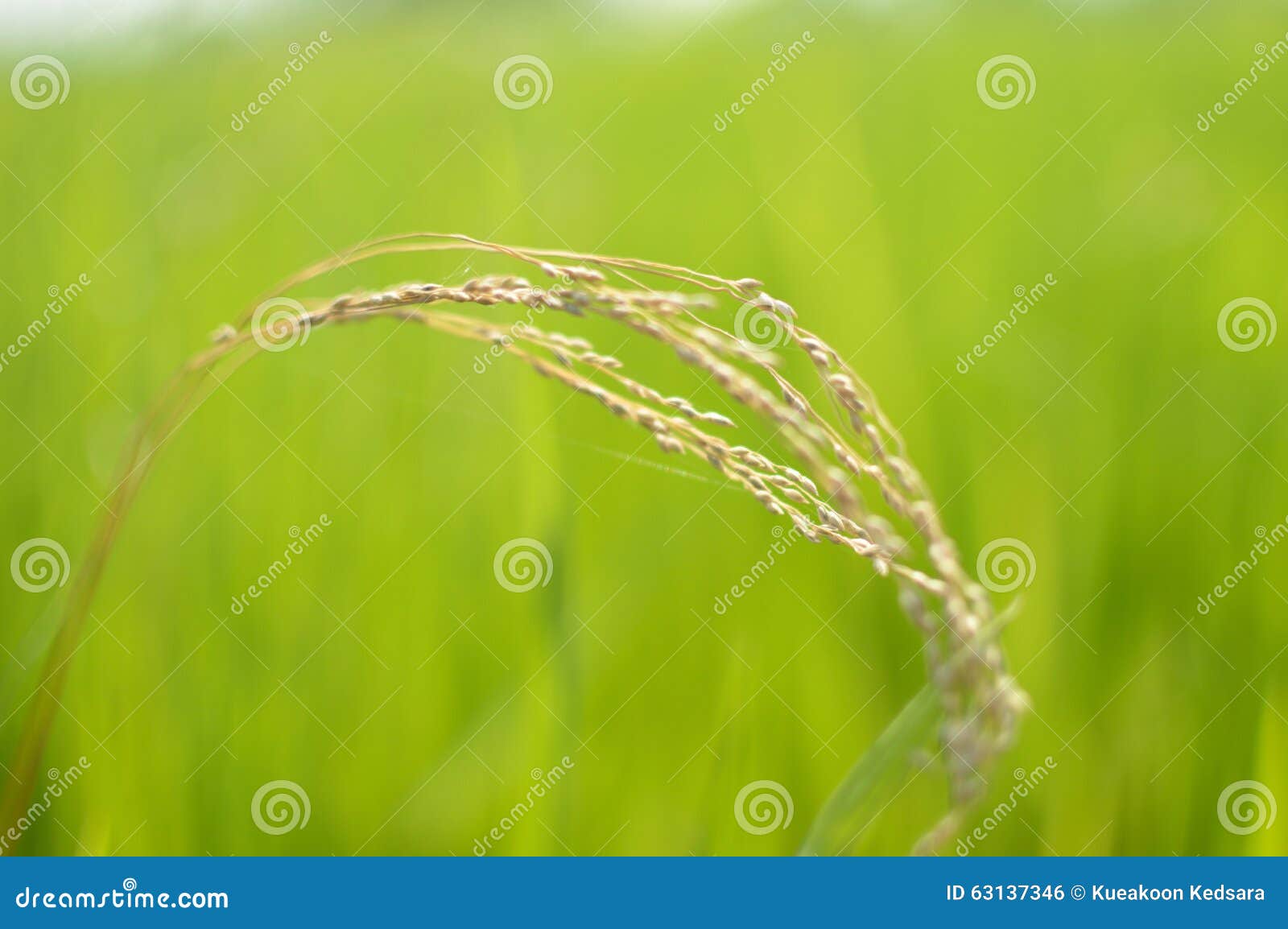 Blurred Nature Backgrounds with Paddy Rice Field Stock Photo - Image of ...