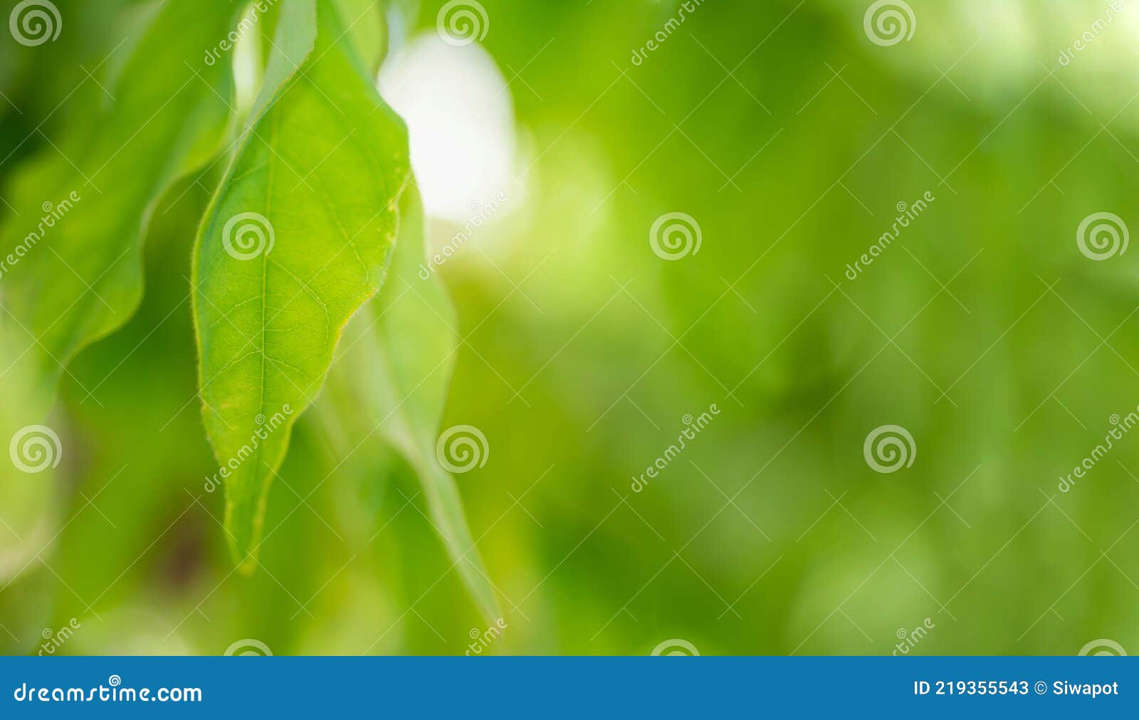 Blurred Nature Green Background Stock Image - Image of botany, graphic ...