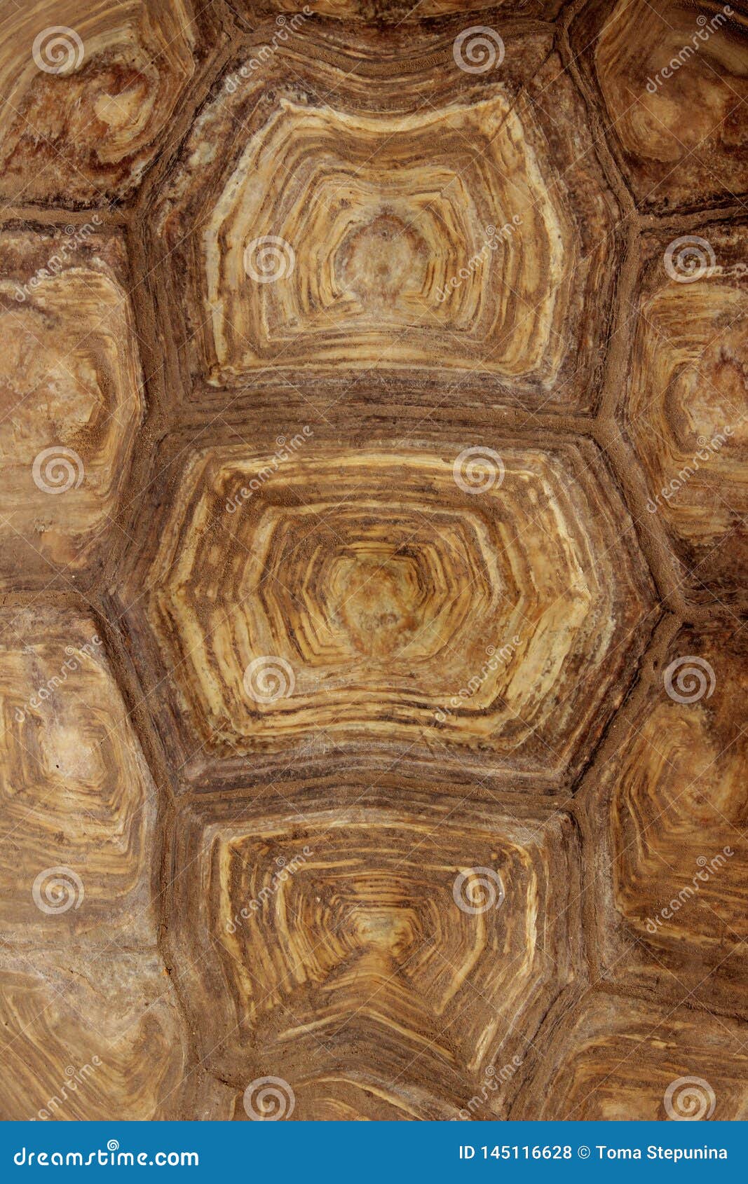 Blurred Pattern of Tortoise Shell. Cropped Shot of Tortoise Shell Stock ...