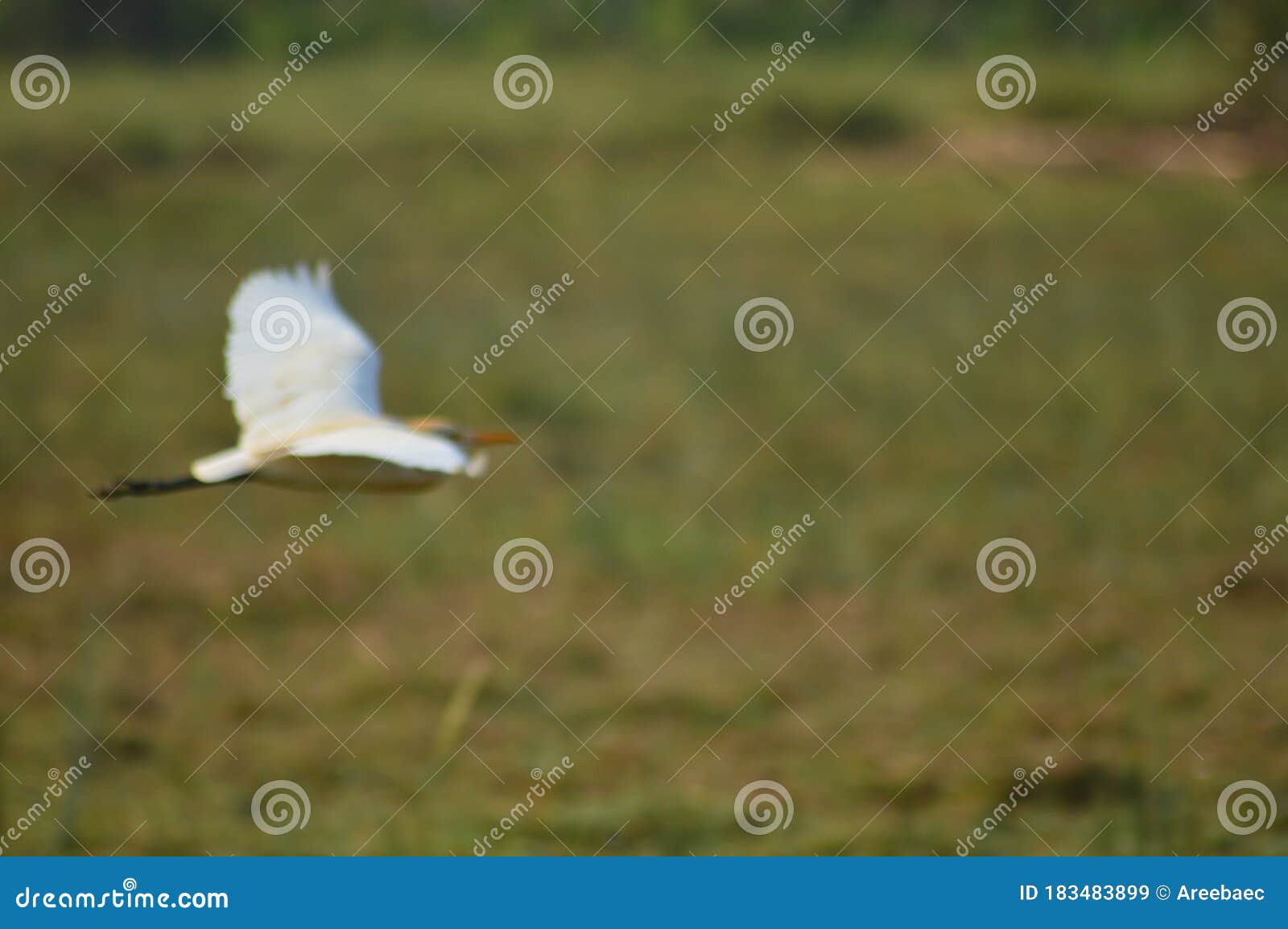 Blurred Photography Flying Bird Stock Image - Image of grass, bird ...