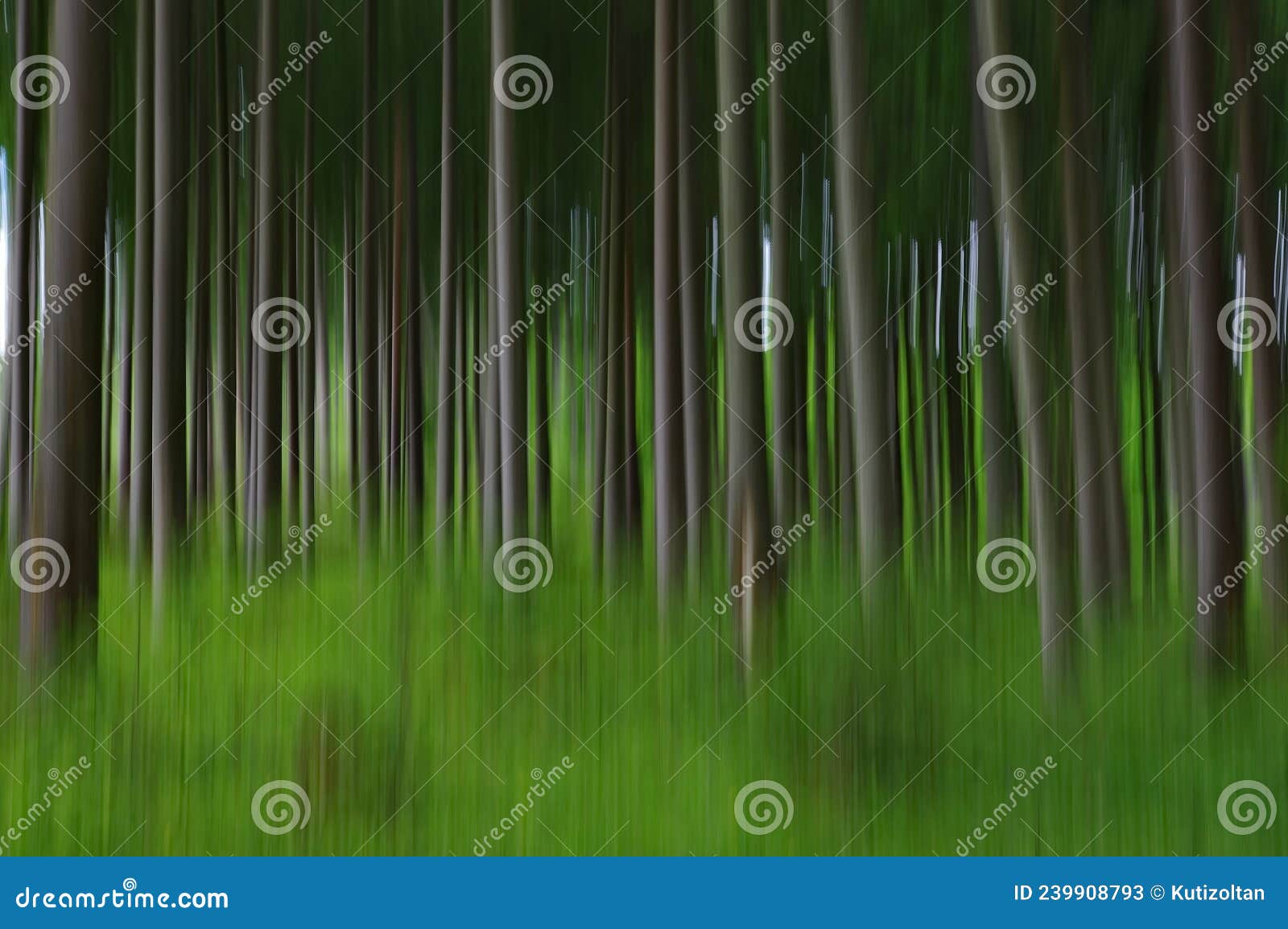 Blurred pine trees stock image. Image of intentional - 239908793