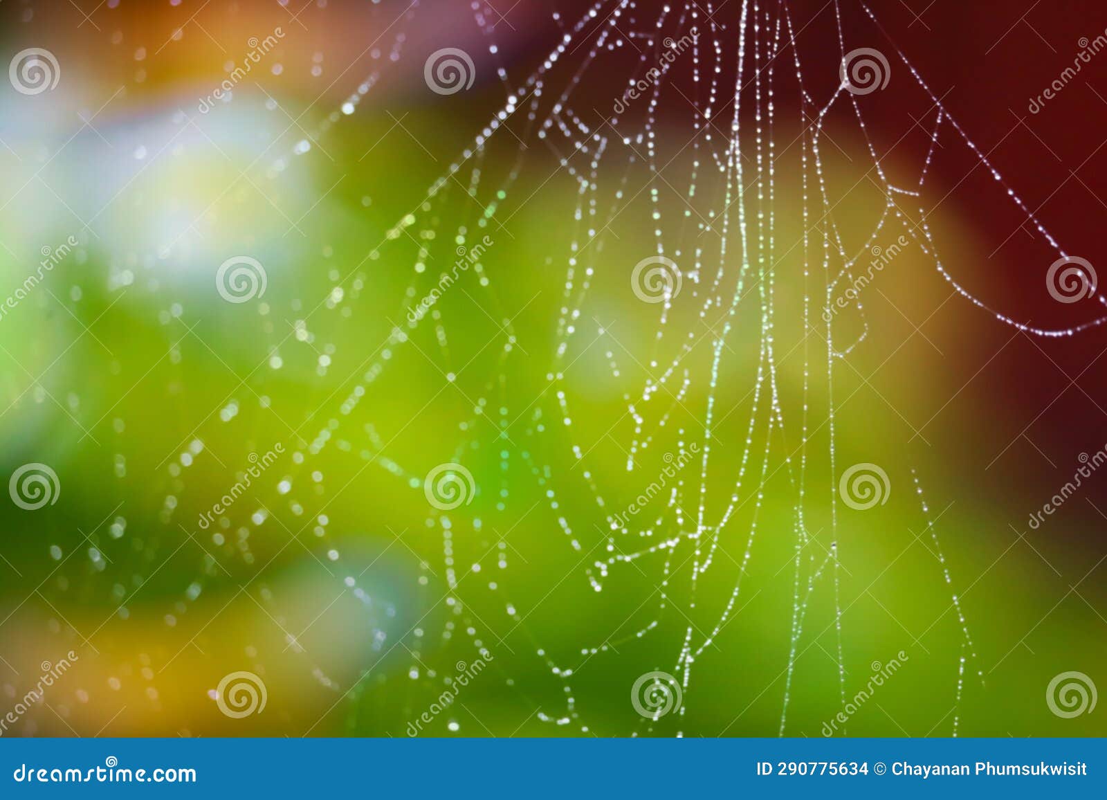 Blurred Rain Drop Pattern Abstract Cobweb or Spiderweb Natural and Rain ...