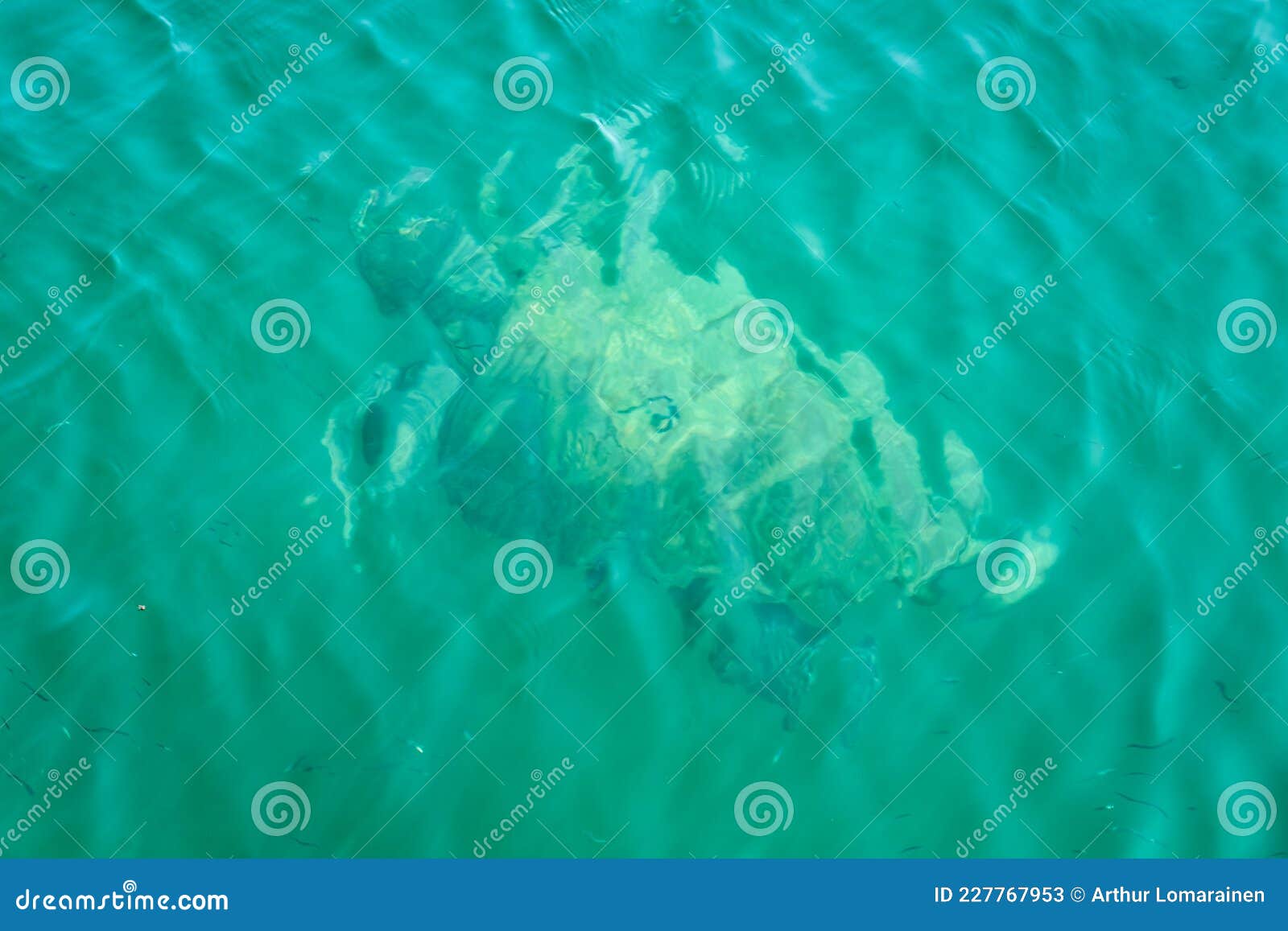 Blurred Sea Turtle Swims in Tropical Seawater. Stock Image - Image of ...