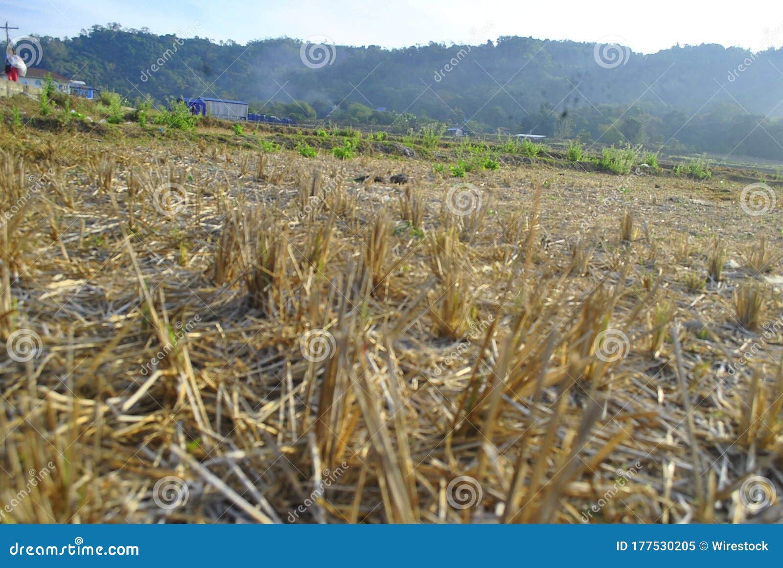 Blurred Shot of Rice Stubble in the Field at Daytime Stock Image ...