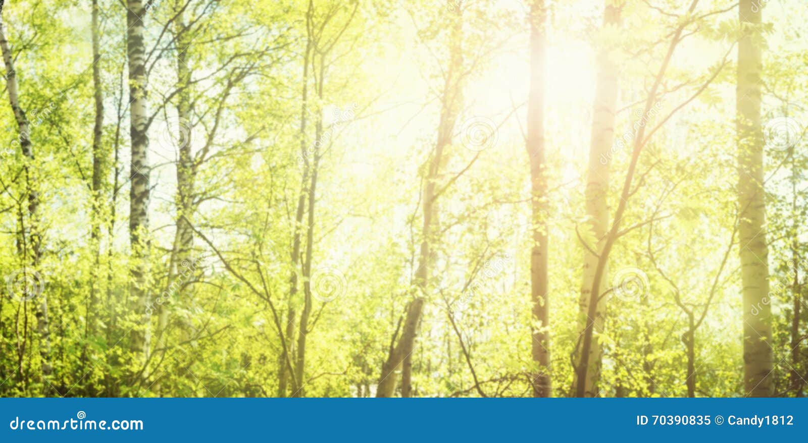 Blurred spring background stock image. Image of outdoors - 70390835