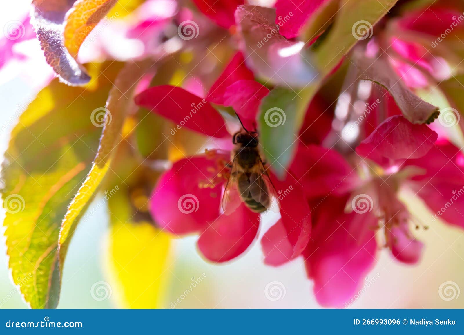 Blurred Spring Background with Flowers, Leaves and Bee Stock Photo ...