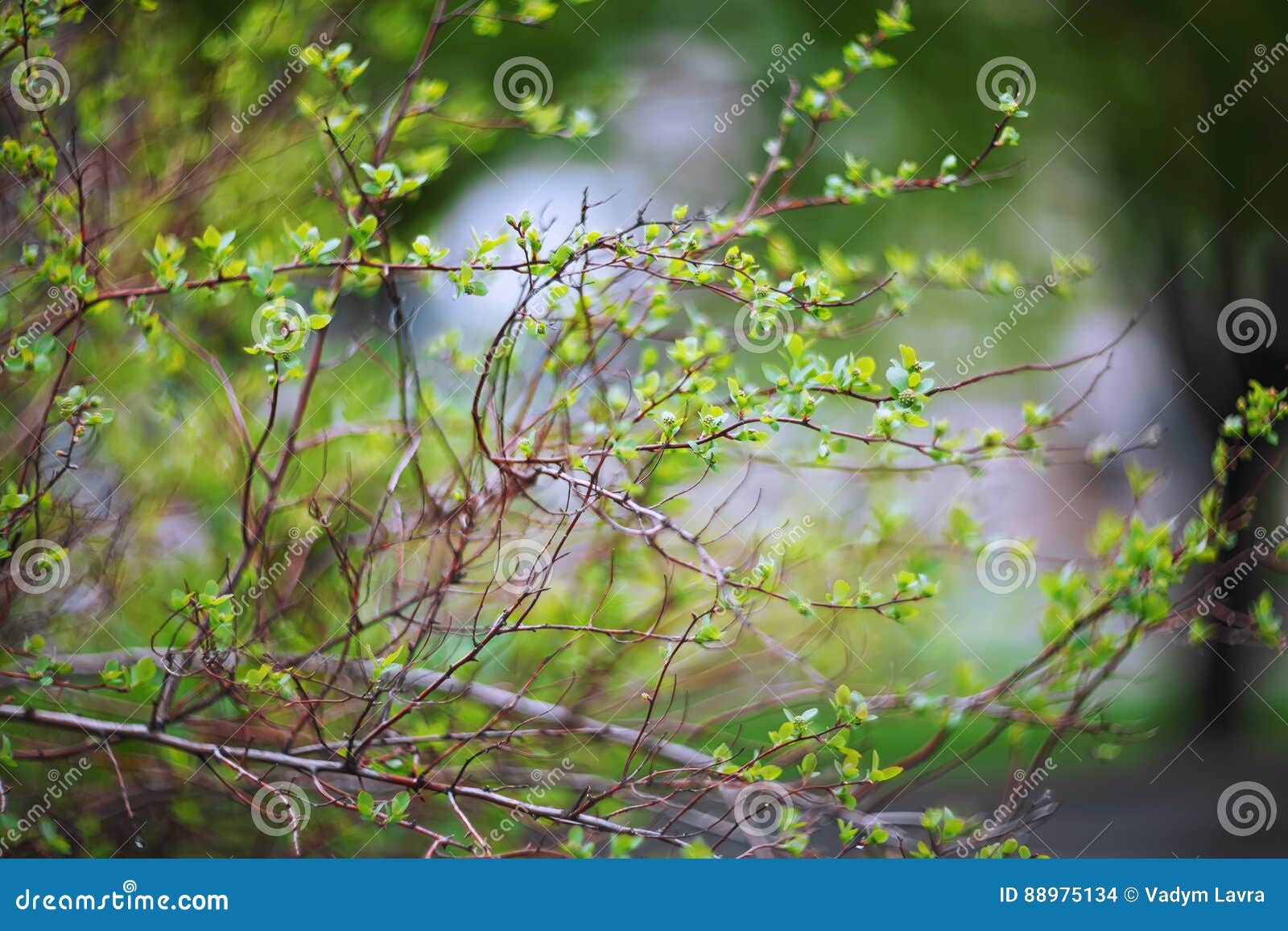 Blurred spring background stock photo. Image of plant - 88975134