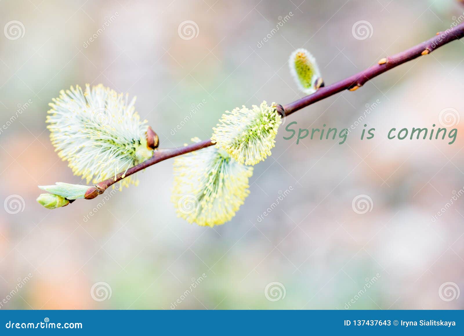 Blurred Spring Background, Young Branches with Leaves and Buds Stock ...