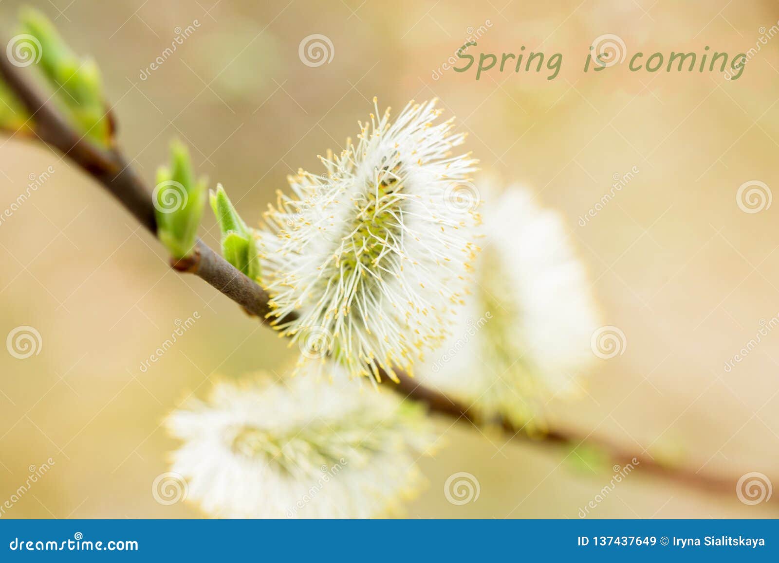 Blurred Spring Background, Young Branches with Leaves and Buds Stock ...