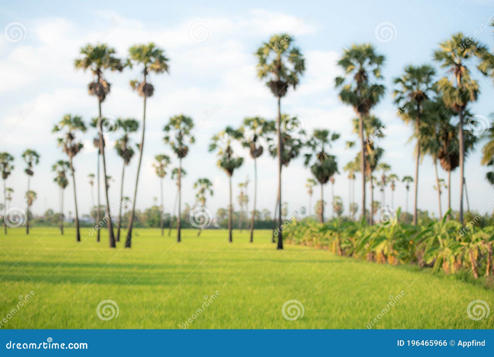 Blurred Sugar Palm Trees on the Paddy Field Stock Photo - Image of ...