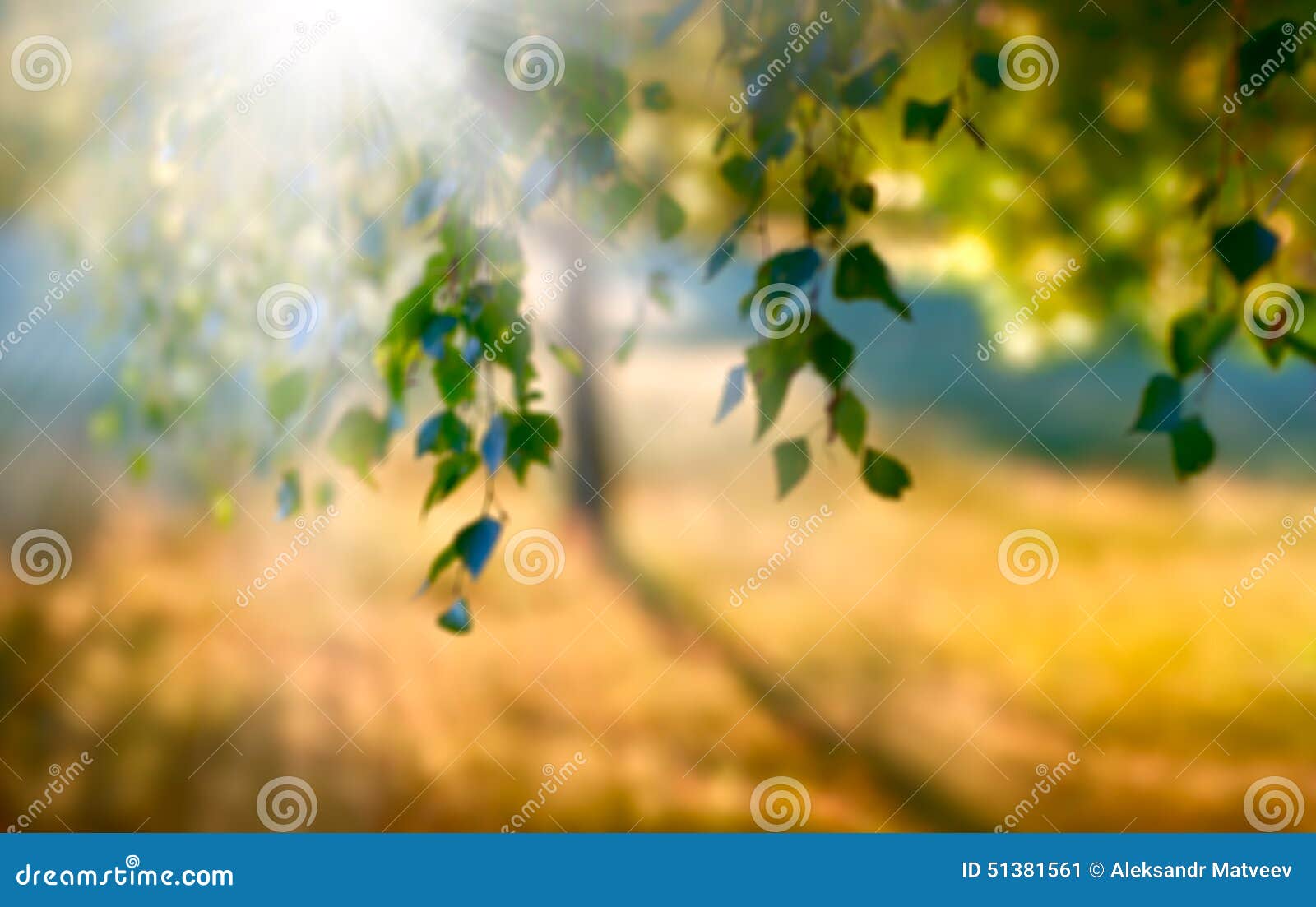 Blurred Summer Sun Fall Horizontal Background Stock Image - Image of ...