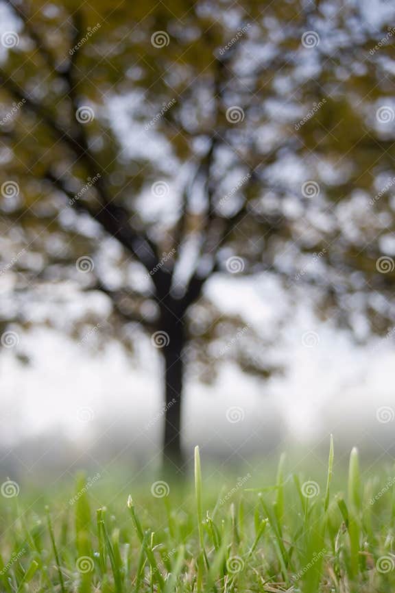 Blurred tree at background stock image. Image of focus - 6729845