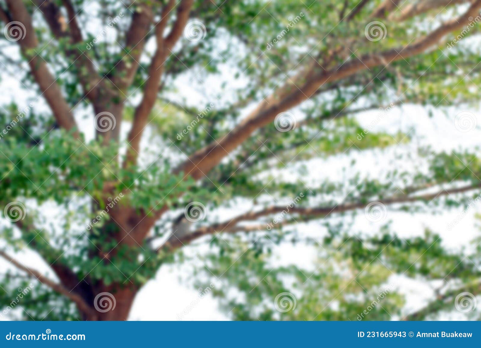 Blurred Tree Forest for Background Stock Image - Image of forest ...