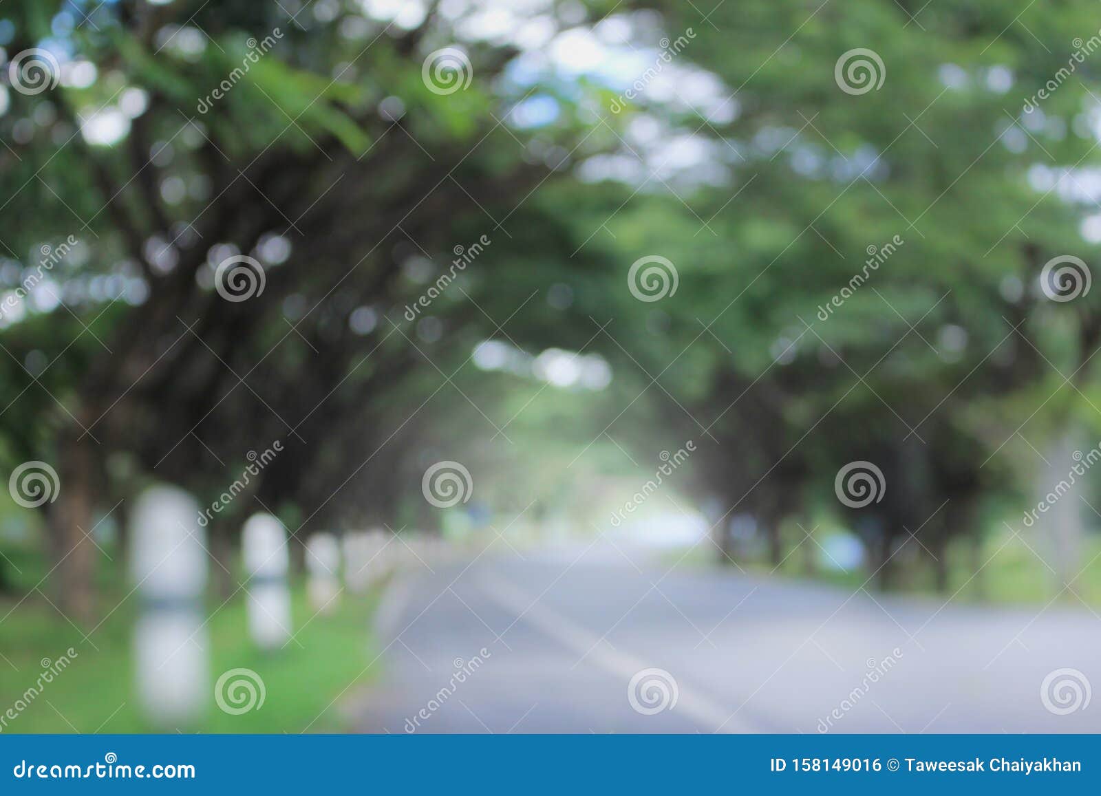 The Blurred Tree and Road in Nature Stock Photo - Image of bokeh, tree ...