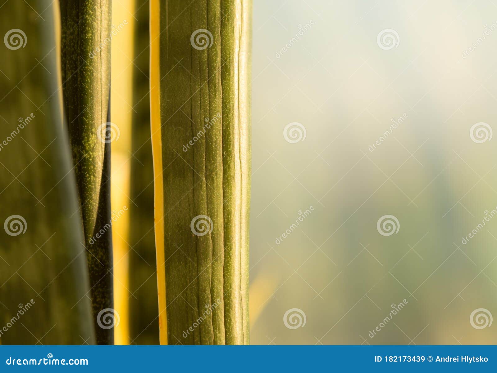 Blurred Vegetable Background Stock Image - Image of green, blade: 182173439
