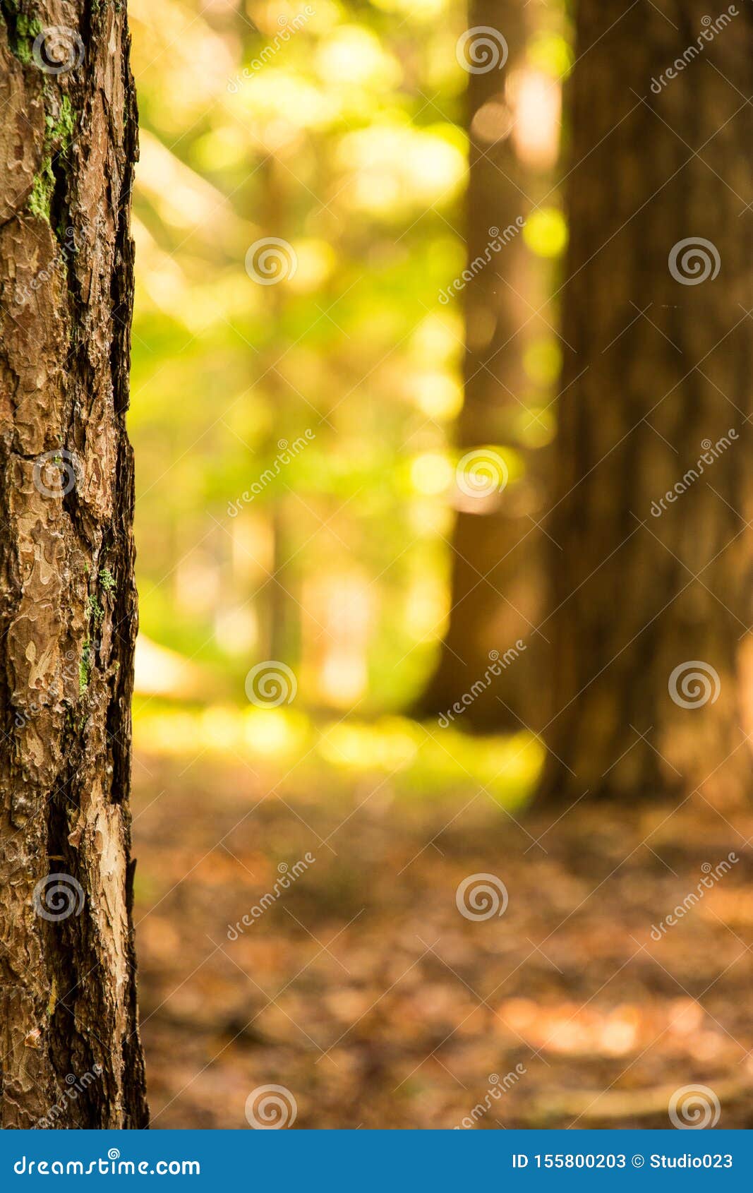 Blurred View of Pine Forest Stock Image - Image of wooden, spring ...