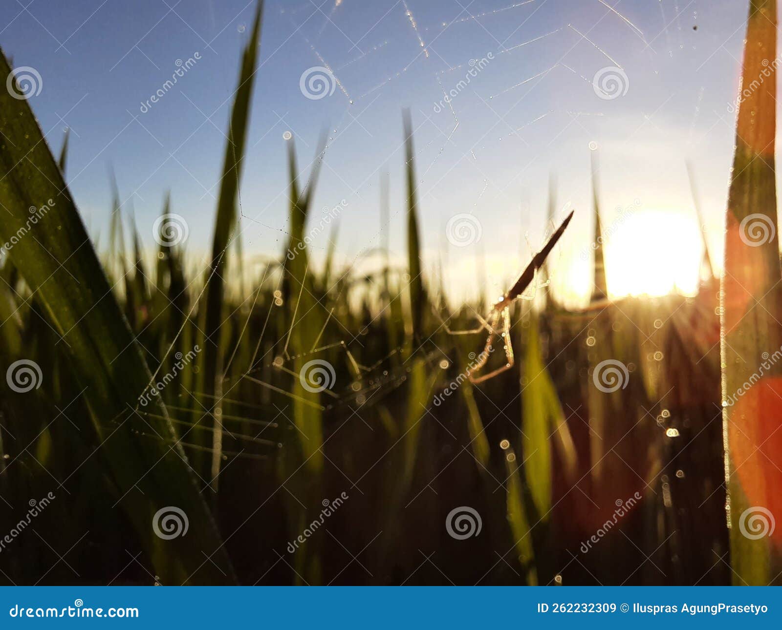 Blurred View of Spider Welcoming Sunrise in Rice Field Stock Image ...