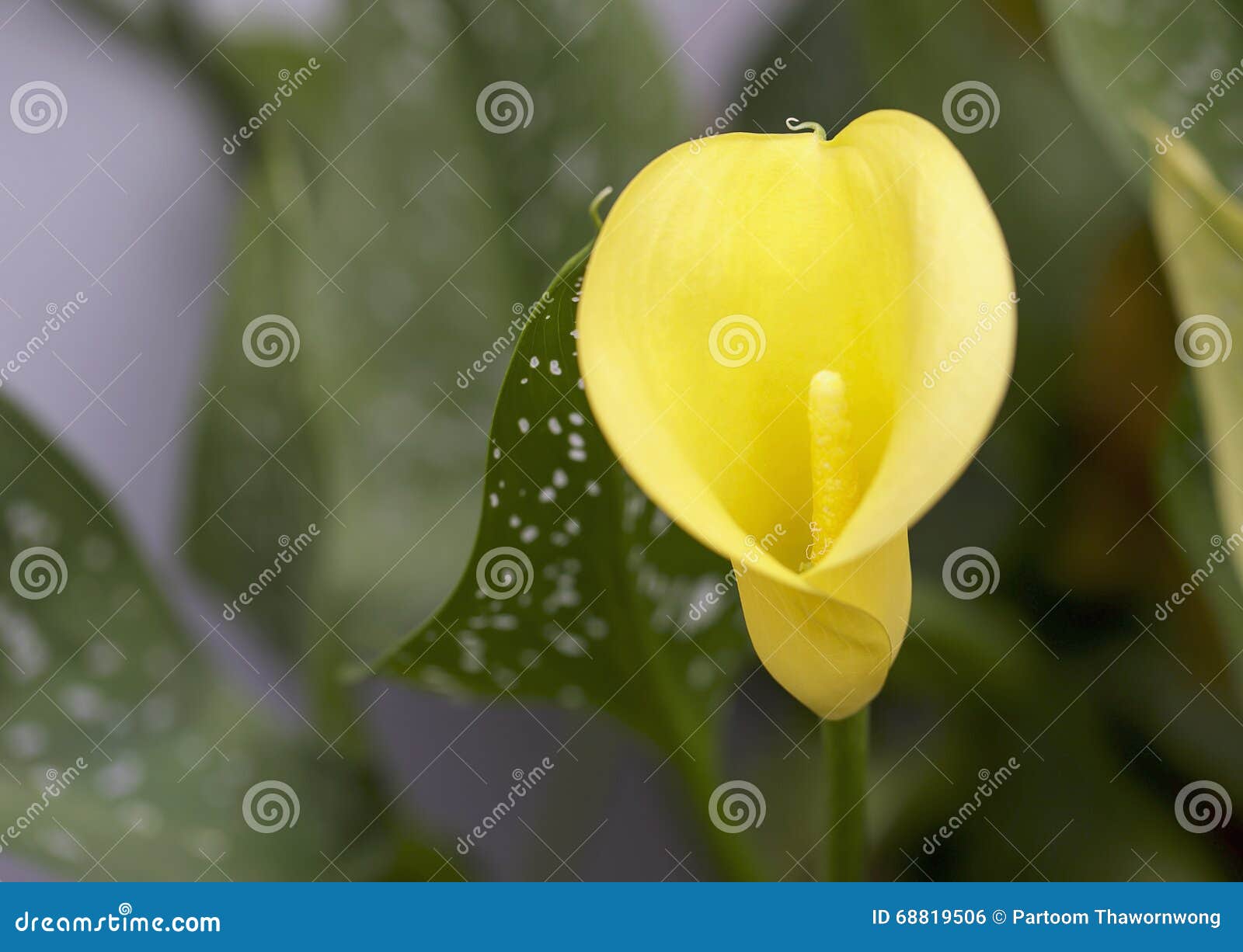 Blurred yellow Anthurium stock photo. Image of blur, bunch - 68819506
