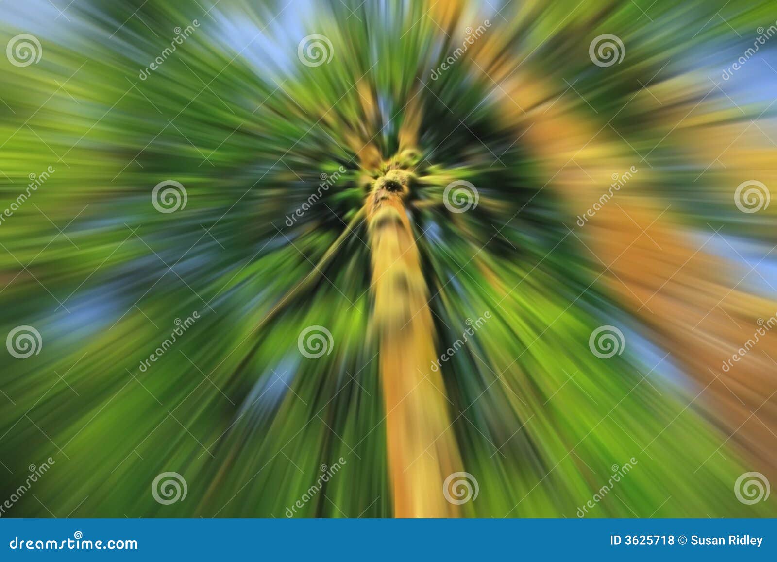 Blurred Zoom Looking Up a Tree Stock Photo - Image of abstract, looking ...