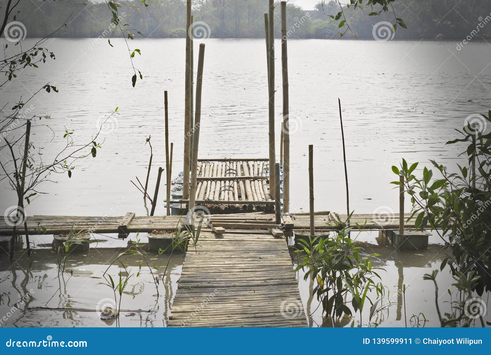 Blurring Bamboo River Bridge .Bamboo Water Path To The River Tree ...