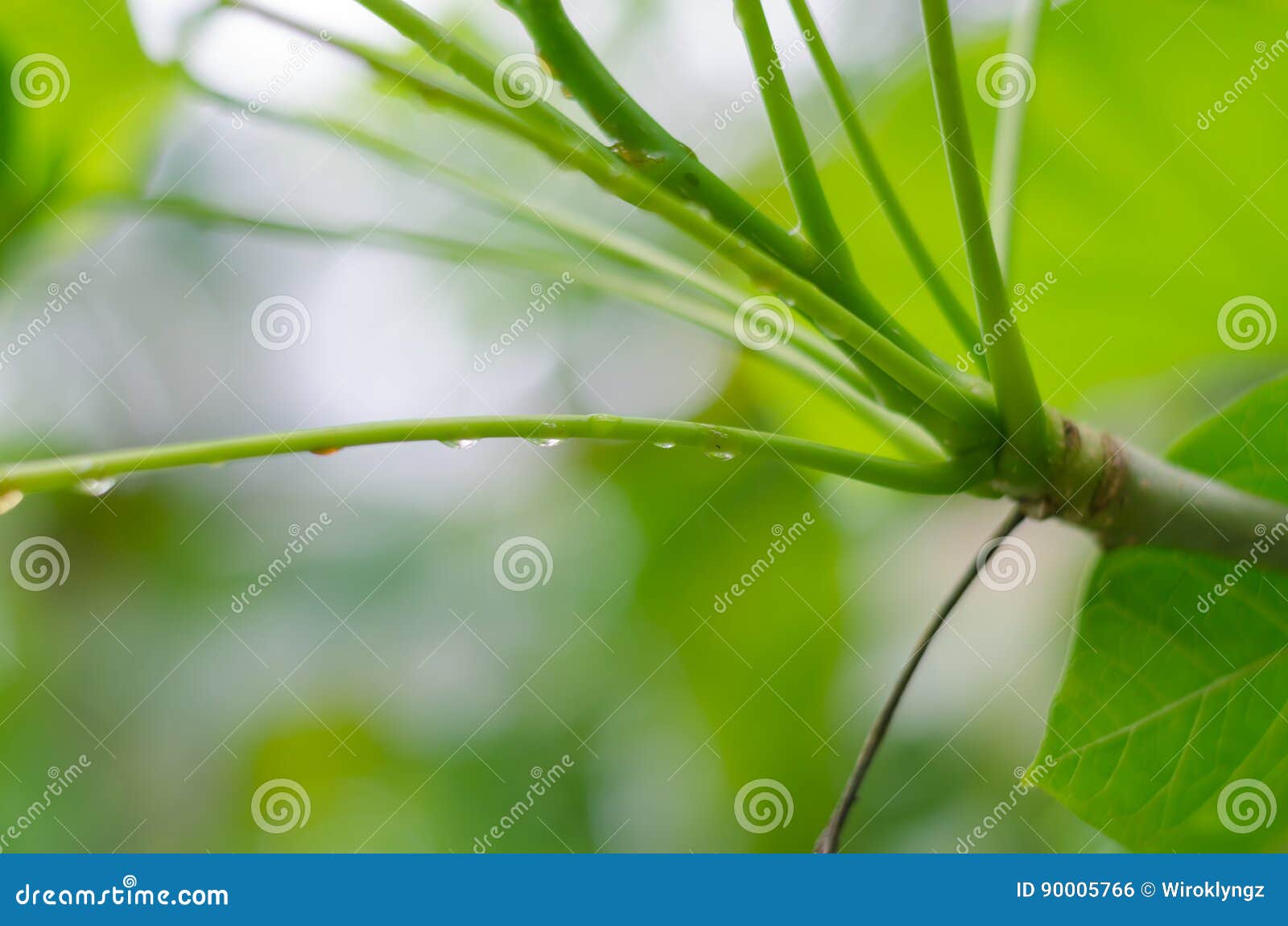 Blurry Background of Plant Leaves. Stock Photo - Image of fresh, green ...
