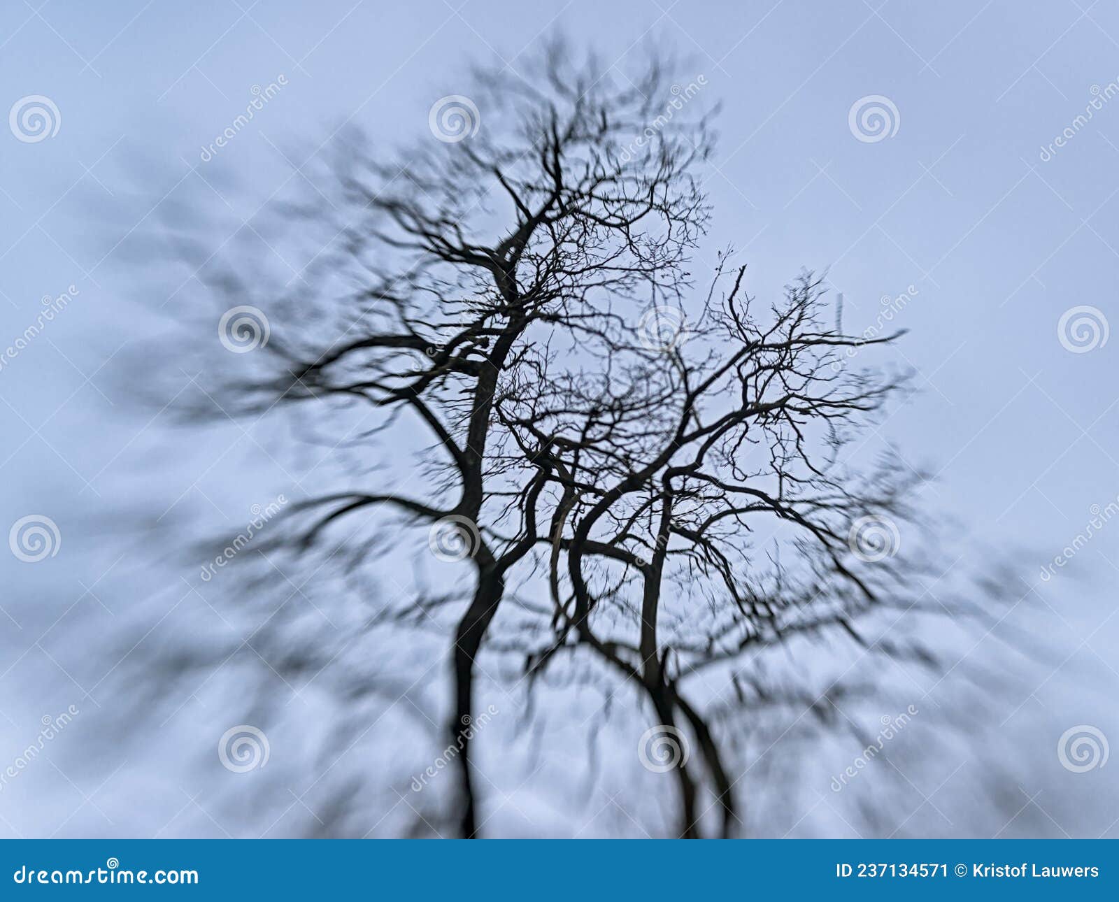 Blurry Bare Ash Tree Branches on a Blue Sky Stock Image - Image of ...