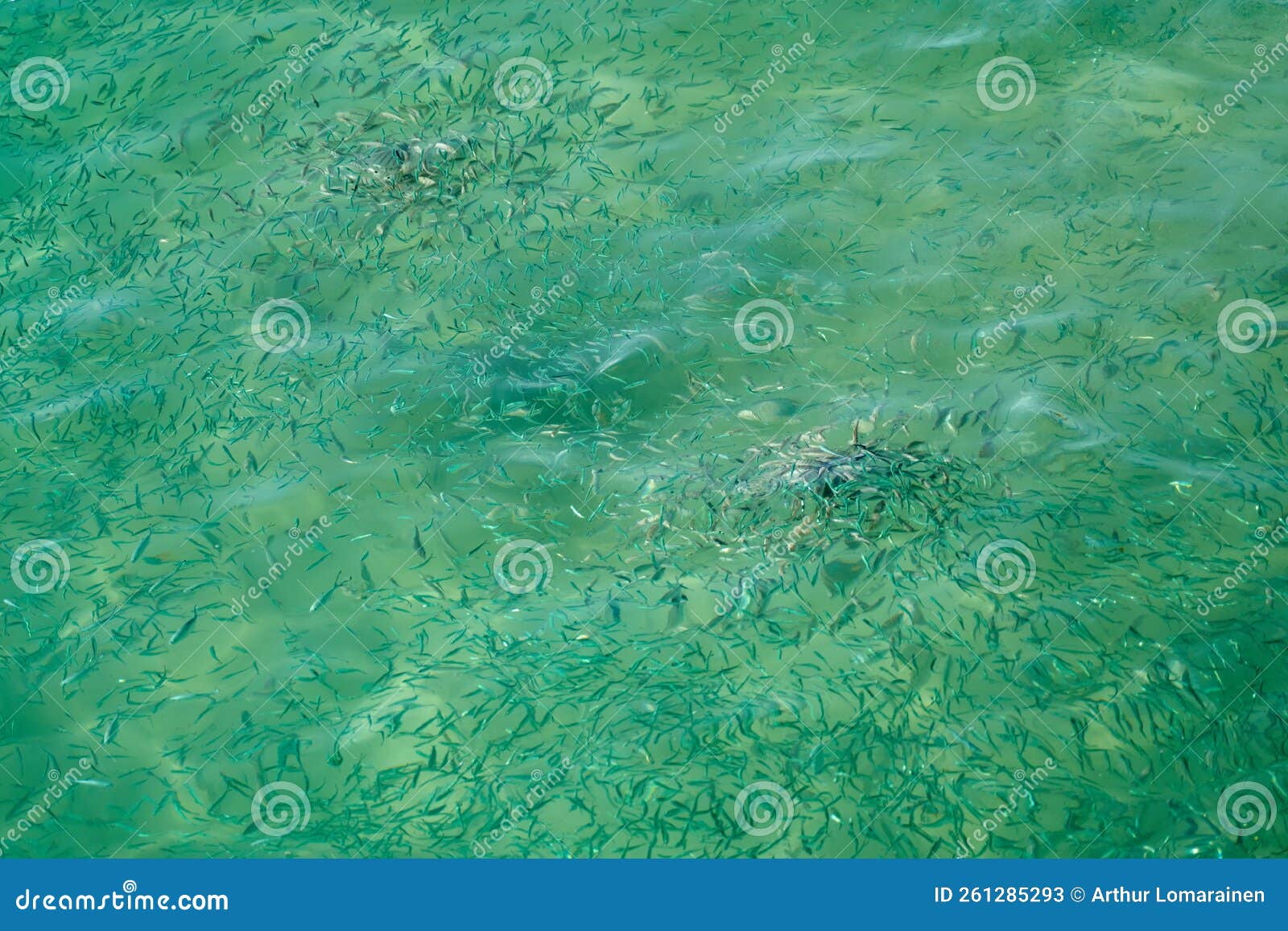Blurry Fish in Tropical Water As an Abstract Background. Stock Image ...