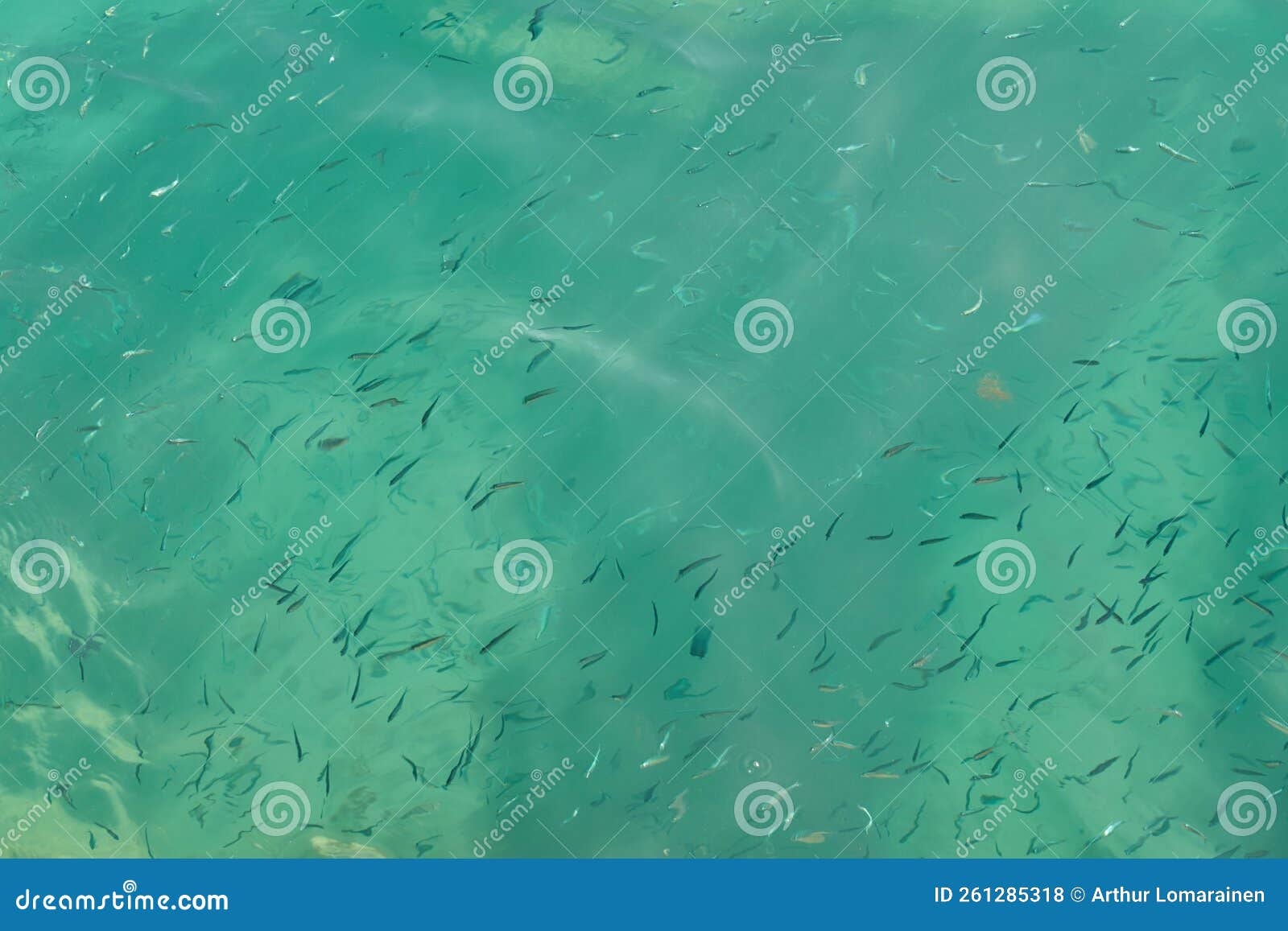 Blurry Fish in Tropical Water As an Abstract Background. Stock Photo ...