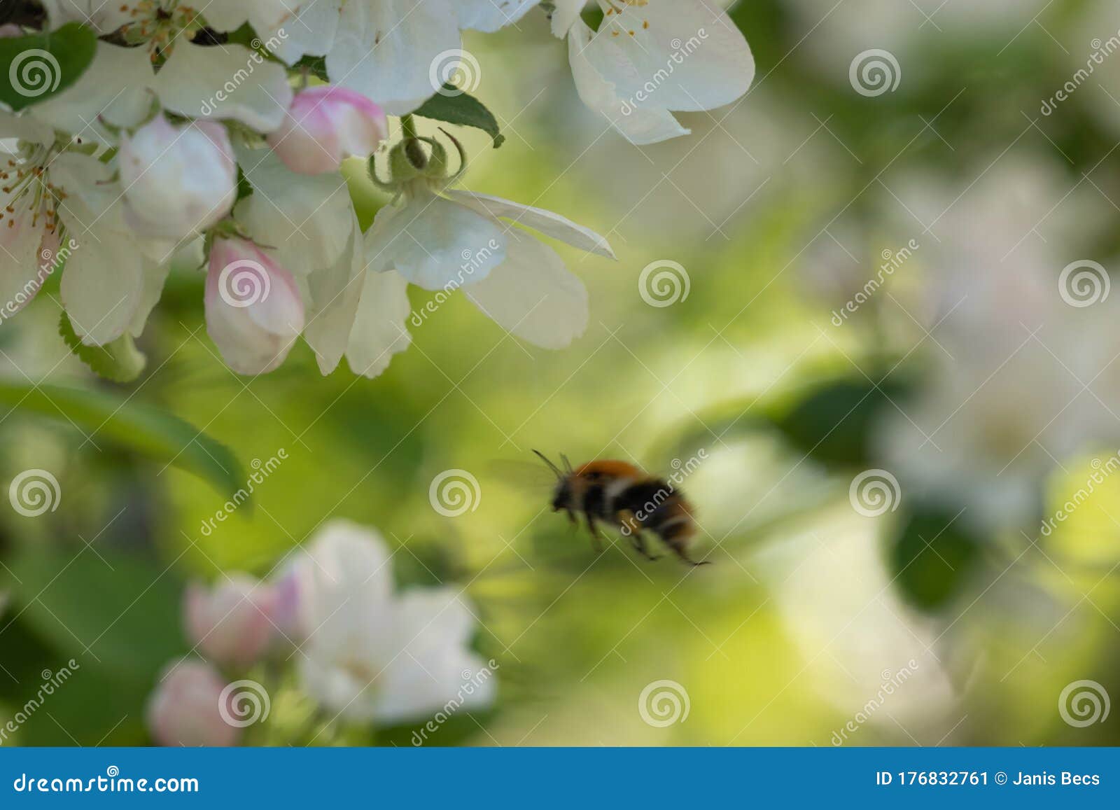 Blurry Image of Bumblebee Flying among Apple Tree Blossoms Stock Image ...