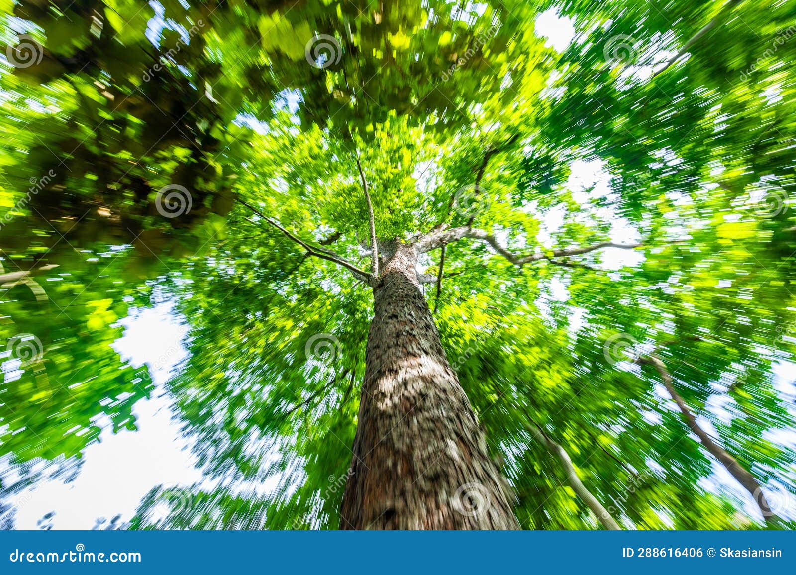 Blurry Motion of Green Tree with Zoom Out Technique Stock Photo - Image ...