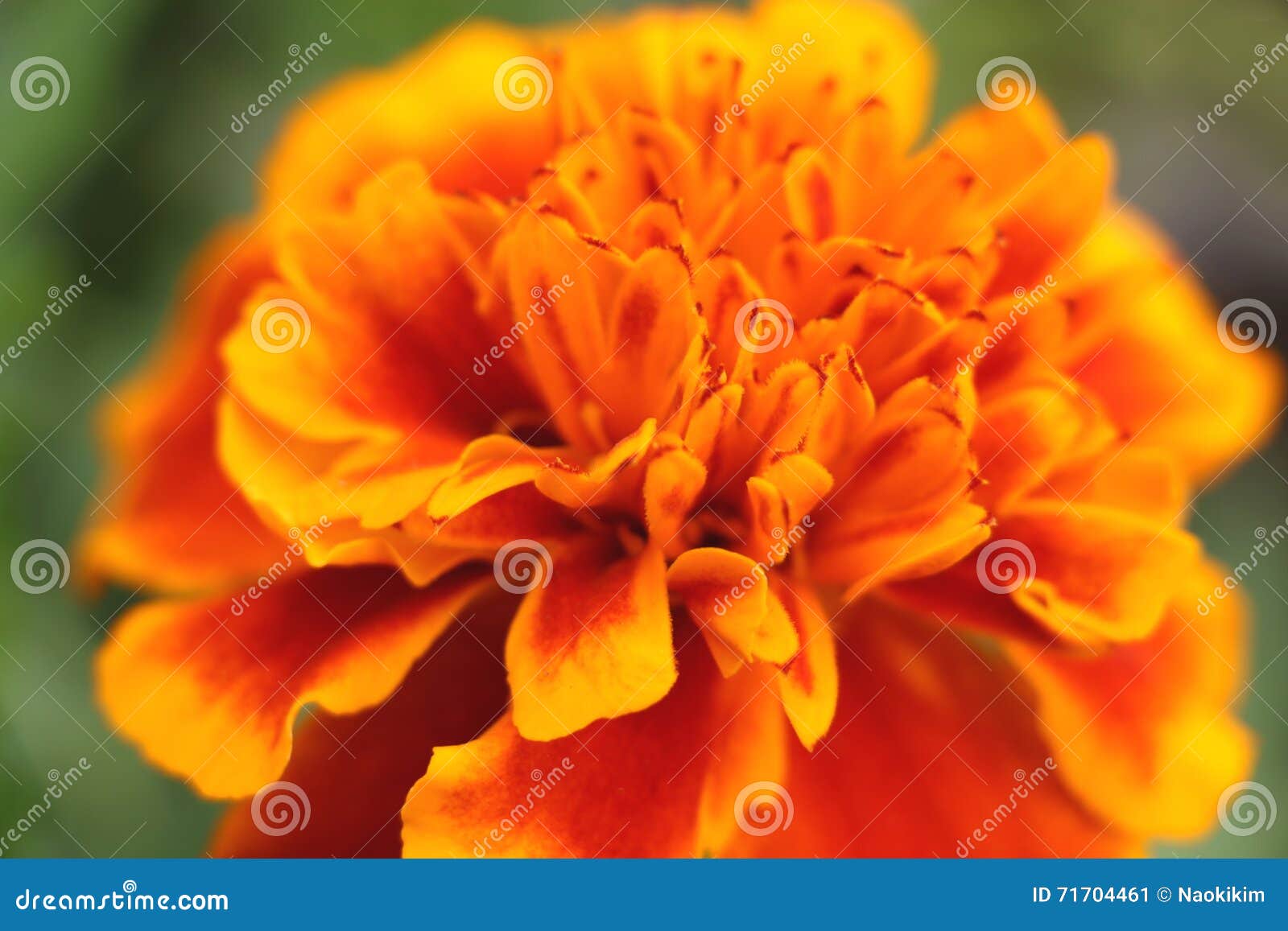 Blurry Orange Marigold Abstract Stock Image - Image of flower, closeup ...