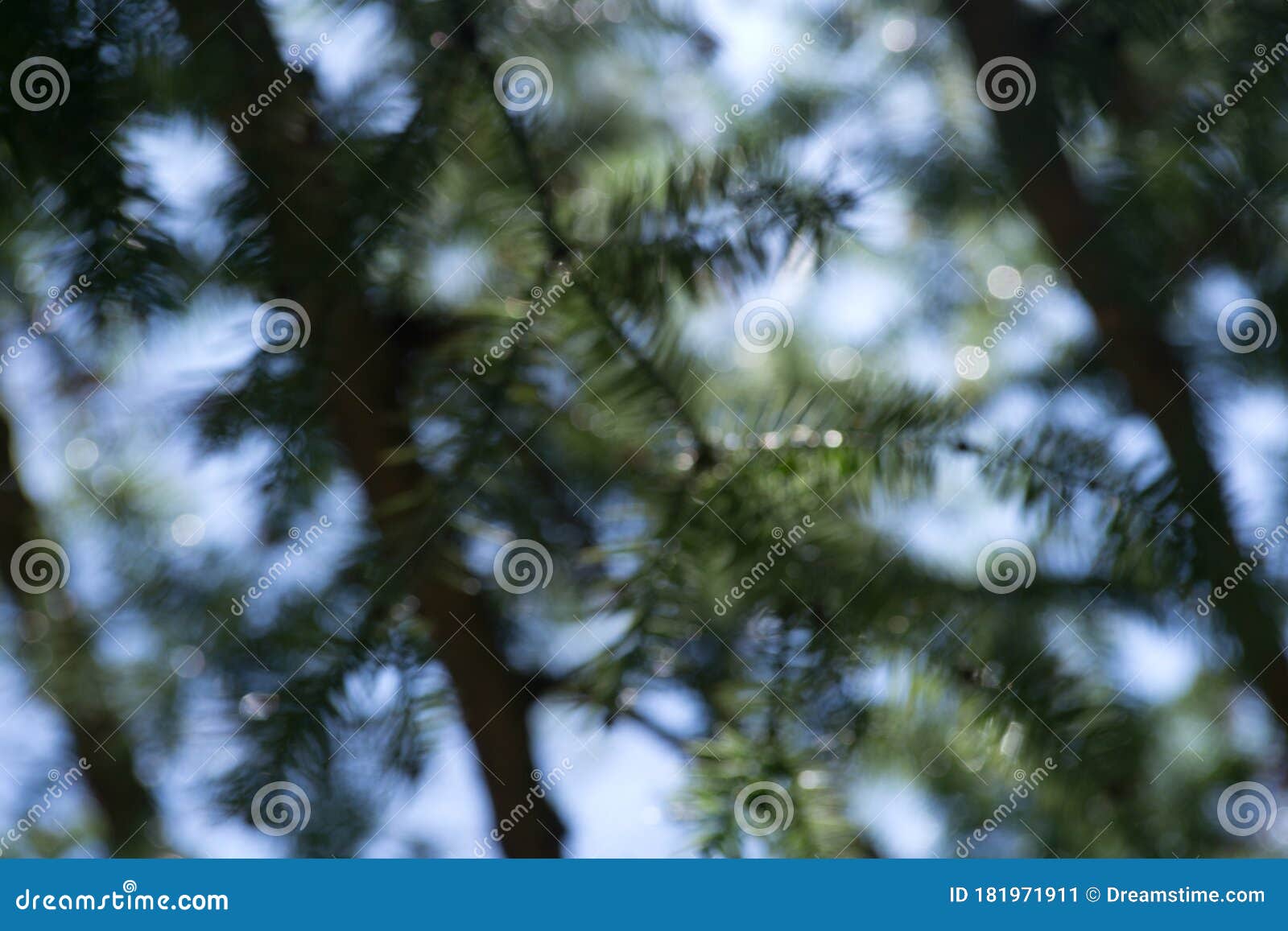 Out of Focus Pine Tree Branch Stock Image - Image of wallpaper, focus ...
