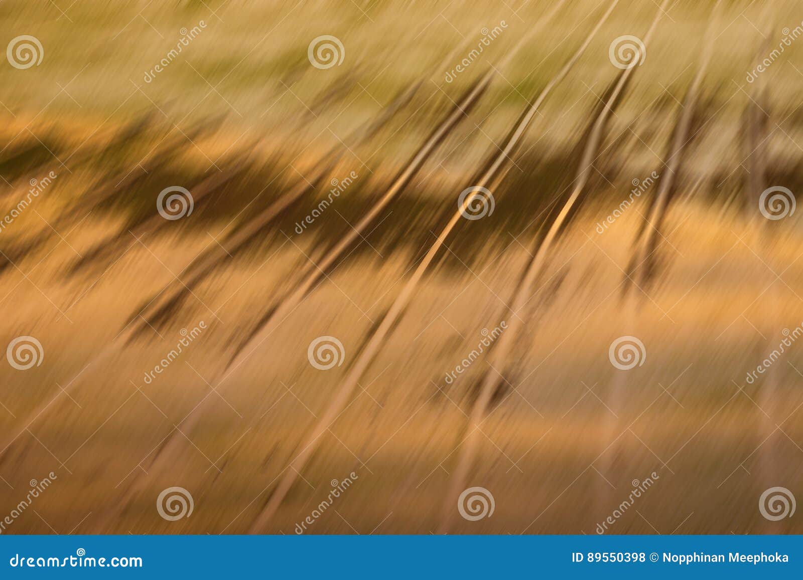 182 Blurry Rice Fields Stock Photos - Free & Royalty-Free Stock Photos ...