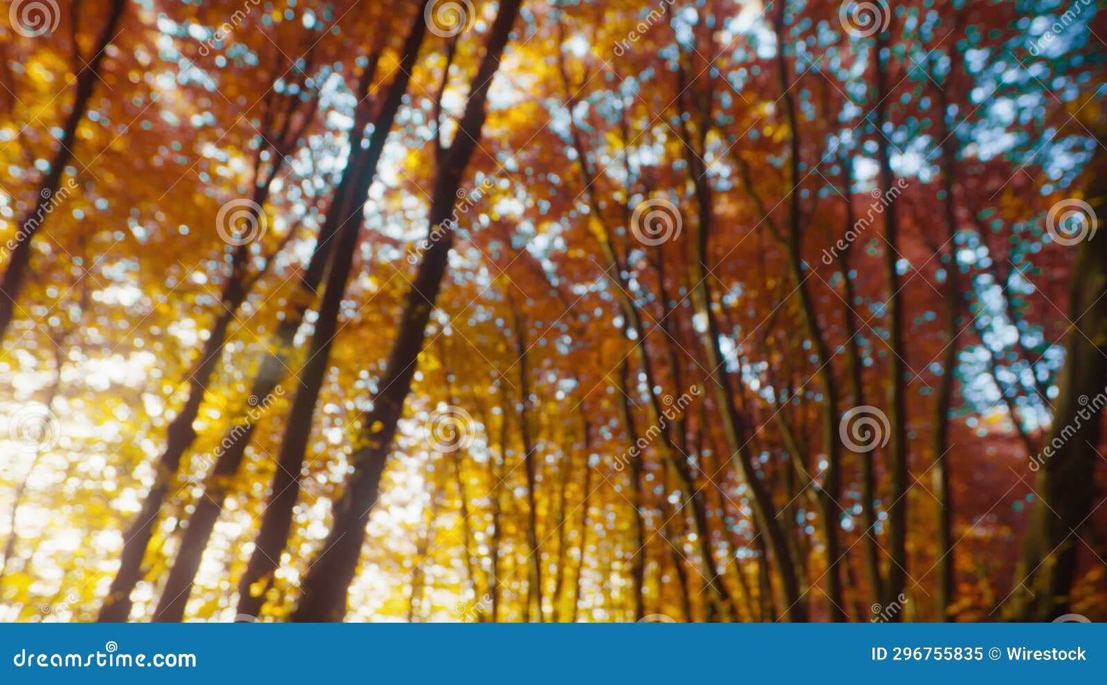 Blurry Rolling Shot of Autumn Trees in a Forest Stock Video - Video of ...