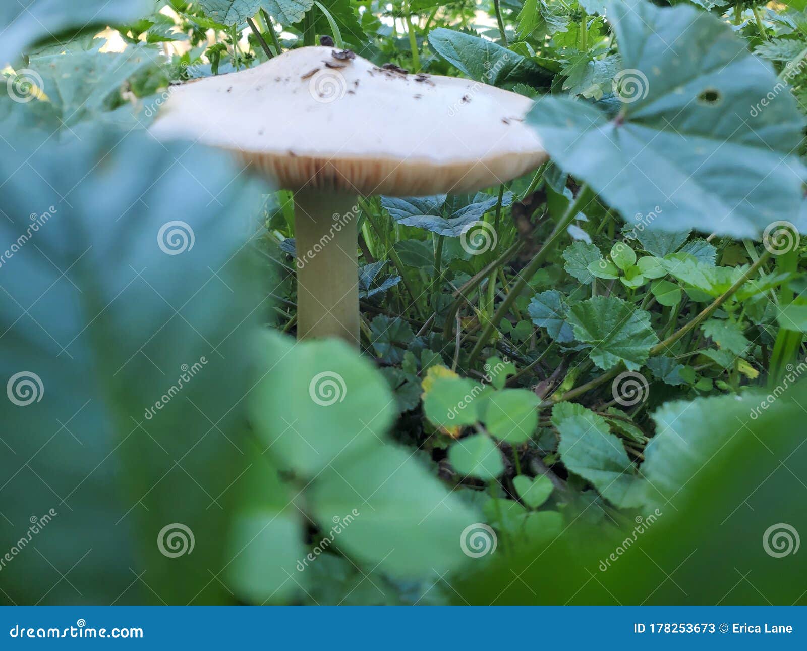 Blurry Shroom Visuals stock image. Image of green, forest - 178253673