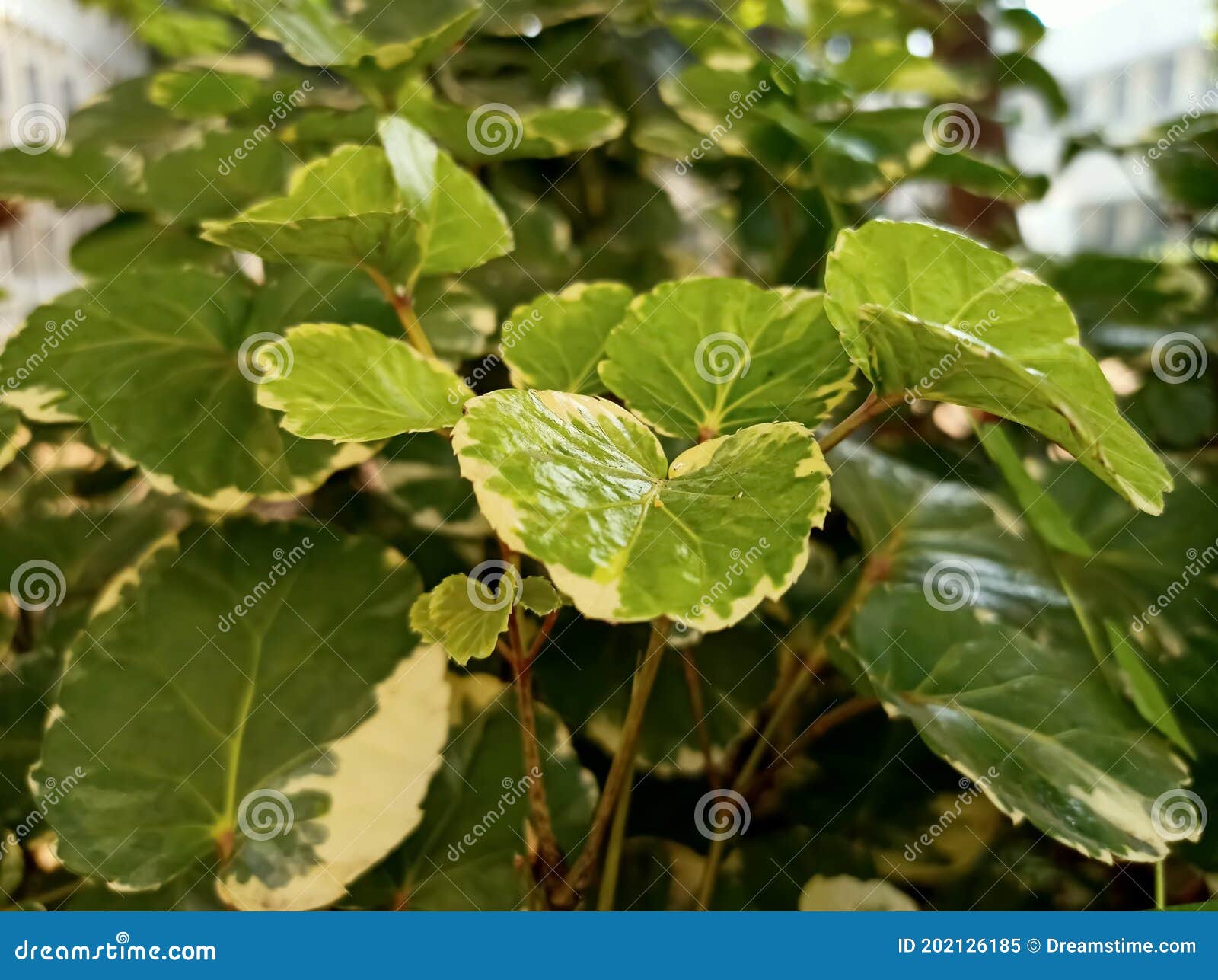 Blurry Small Little Leaf in Groups. Stock Image - Image of leaf ...