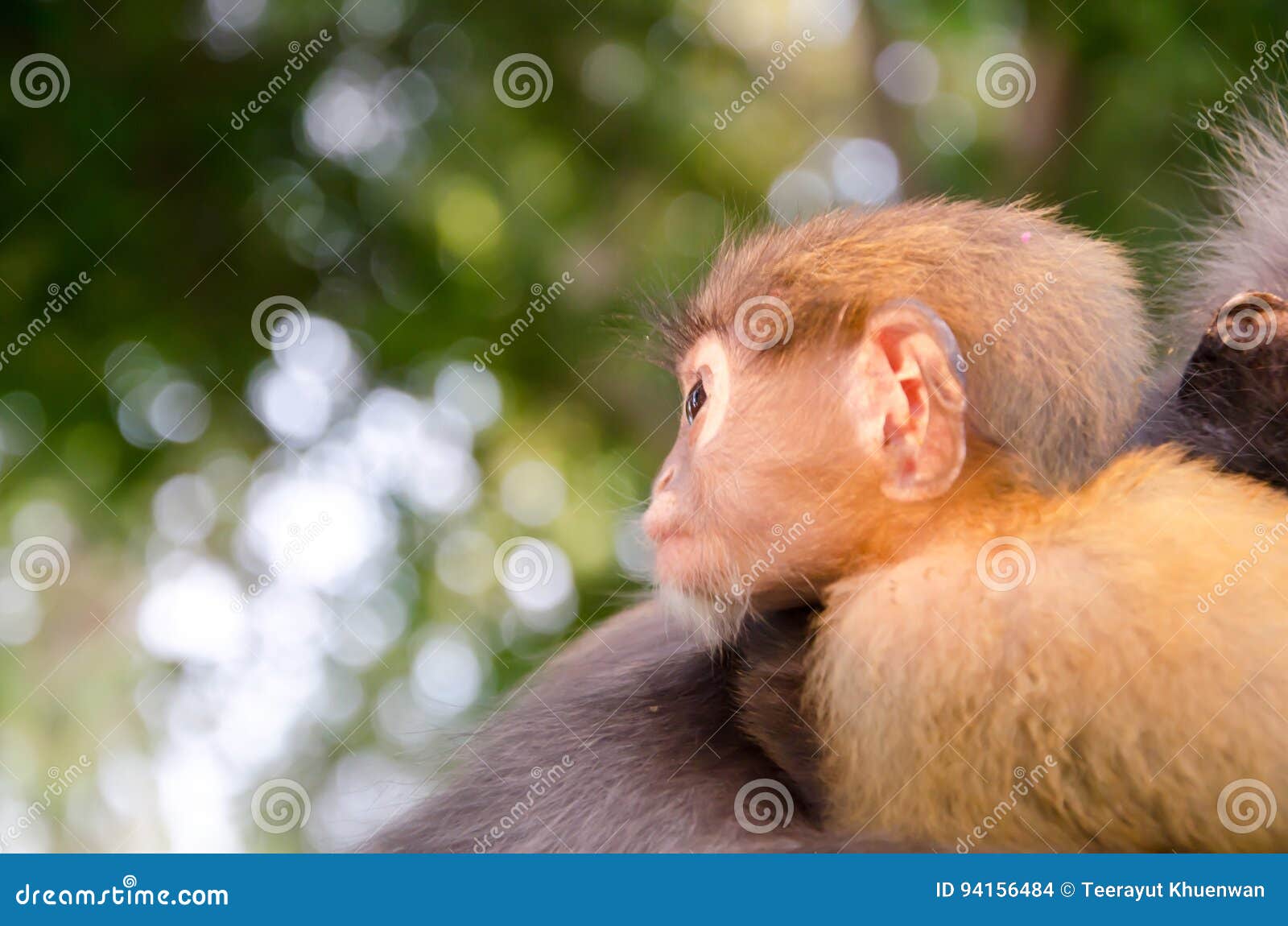 Blurry Soft and Noise Baby Dusky Langur Stock Photo - Image of forest ...