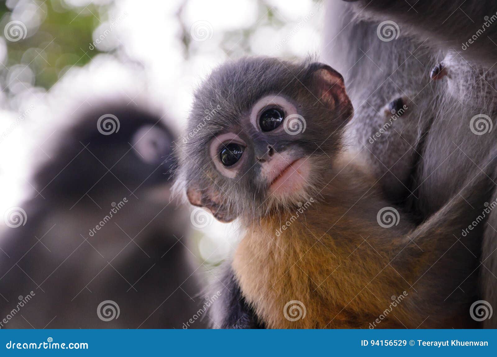 Soft Dusky Pink Color Roses Aesthetic Bouquet With Eucalyptus Brunches ...