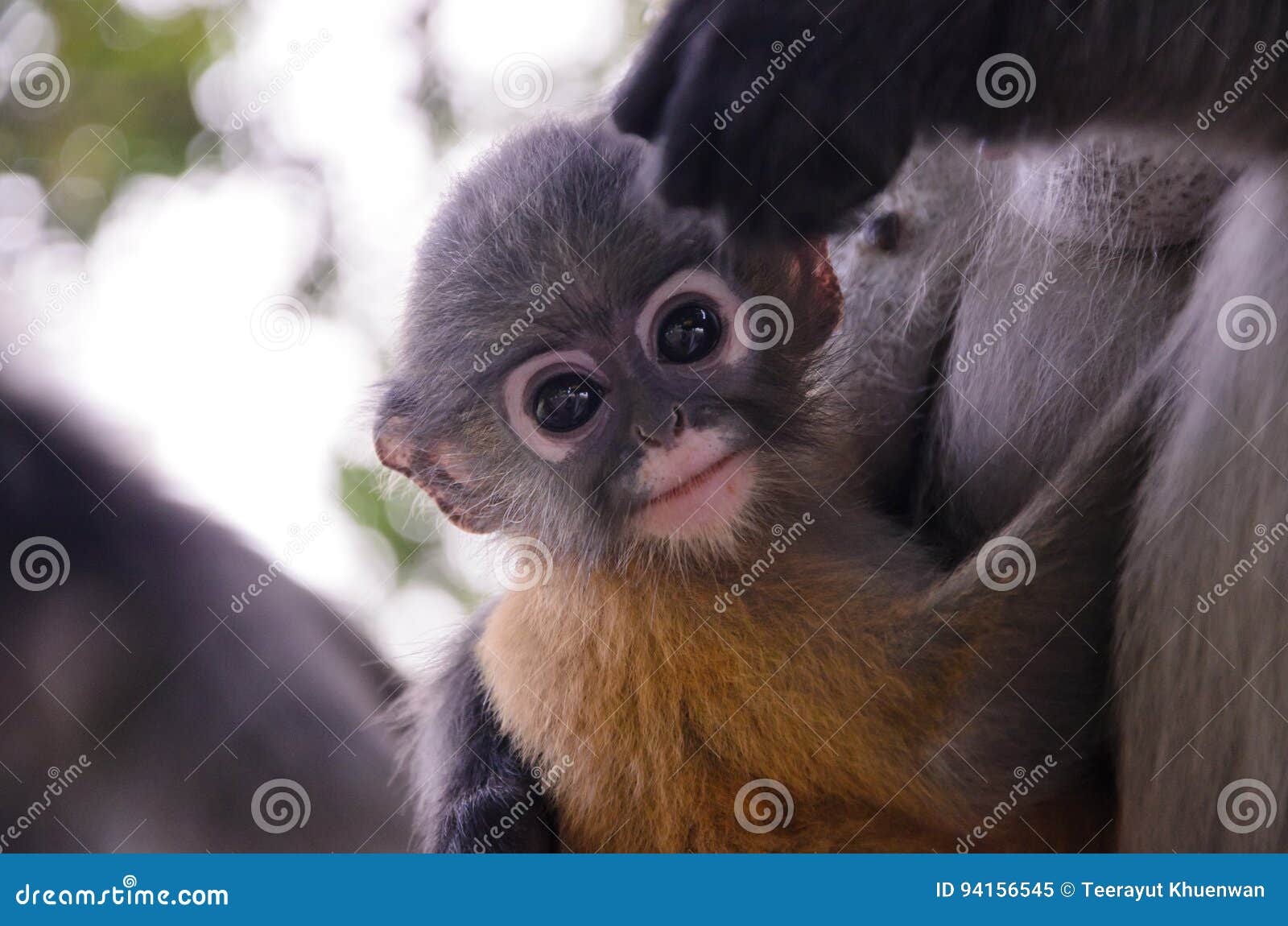 Soft Dusky Pink Color Roses Aesthetic Bouquet With Eucalyptus Brunches ...