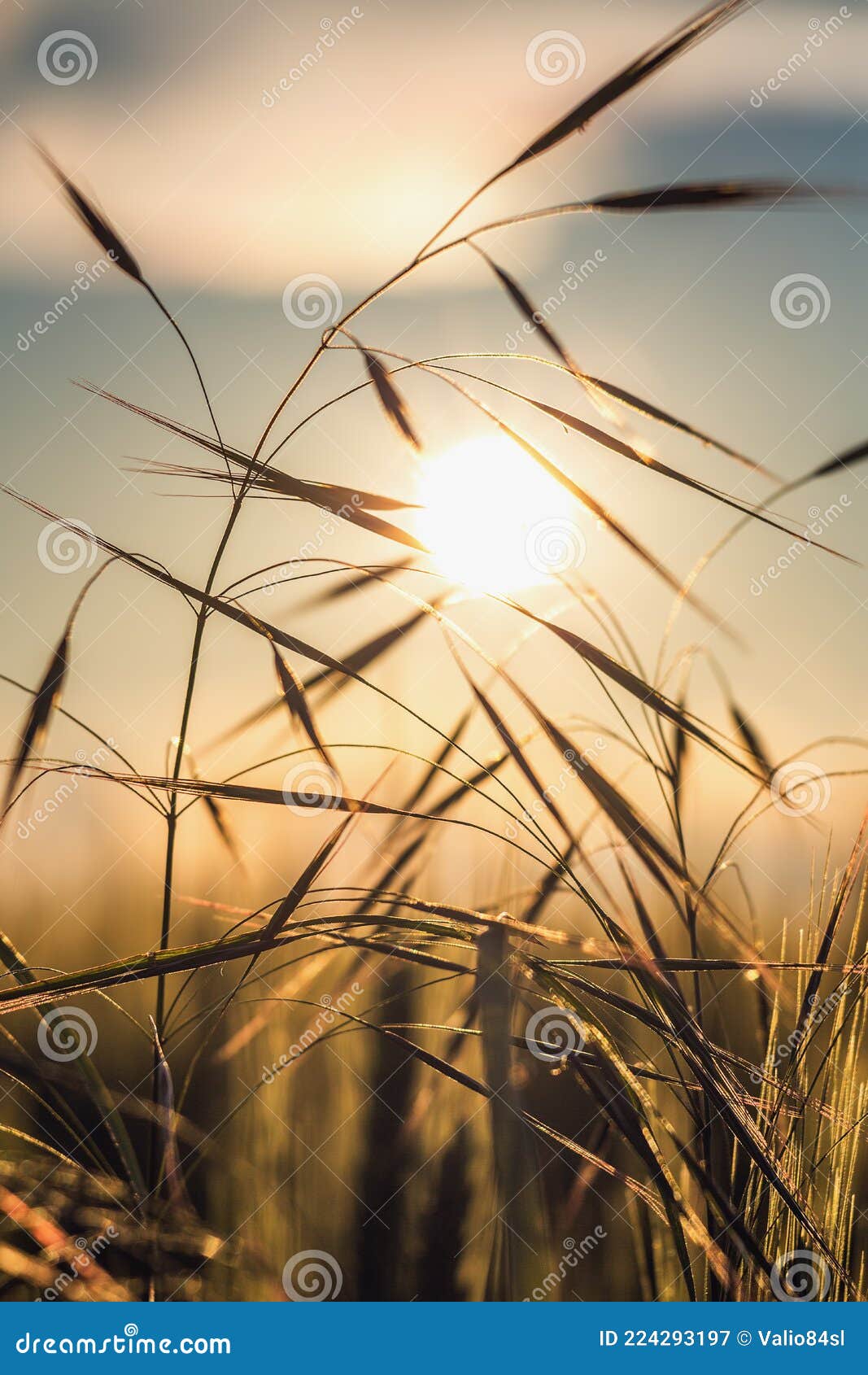 Blurry Sunset with Grass and Sun Stock Image - Image of summer, sunrise ...